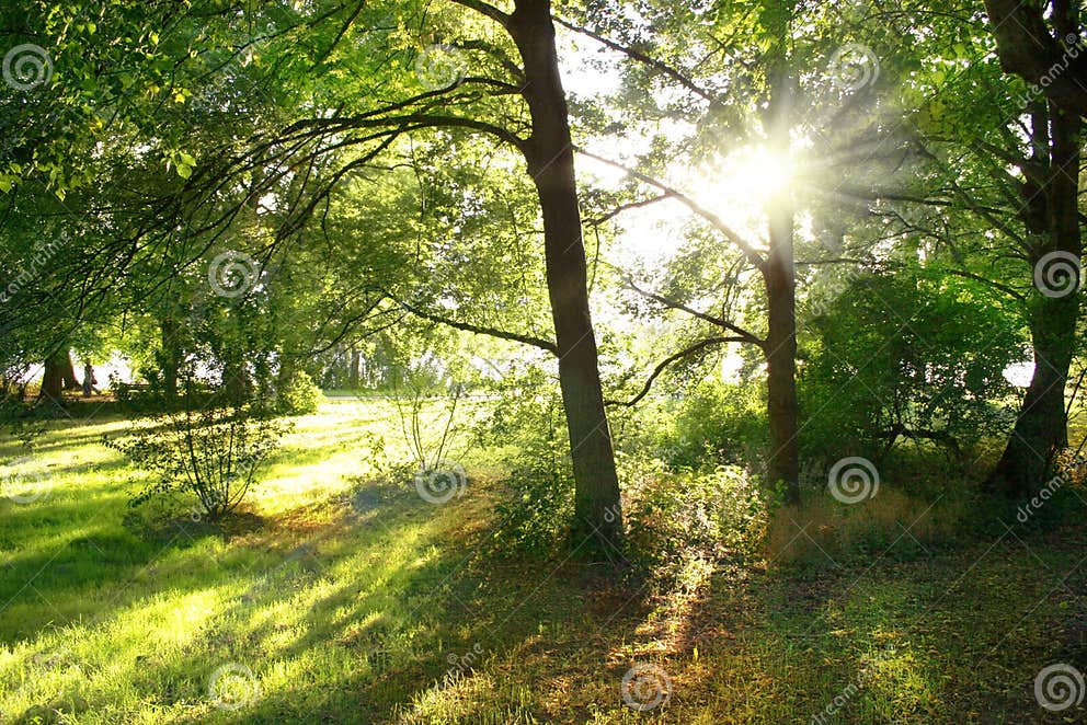 Light rays through trees stock image. Image of foliage - 16147663