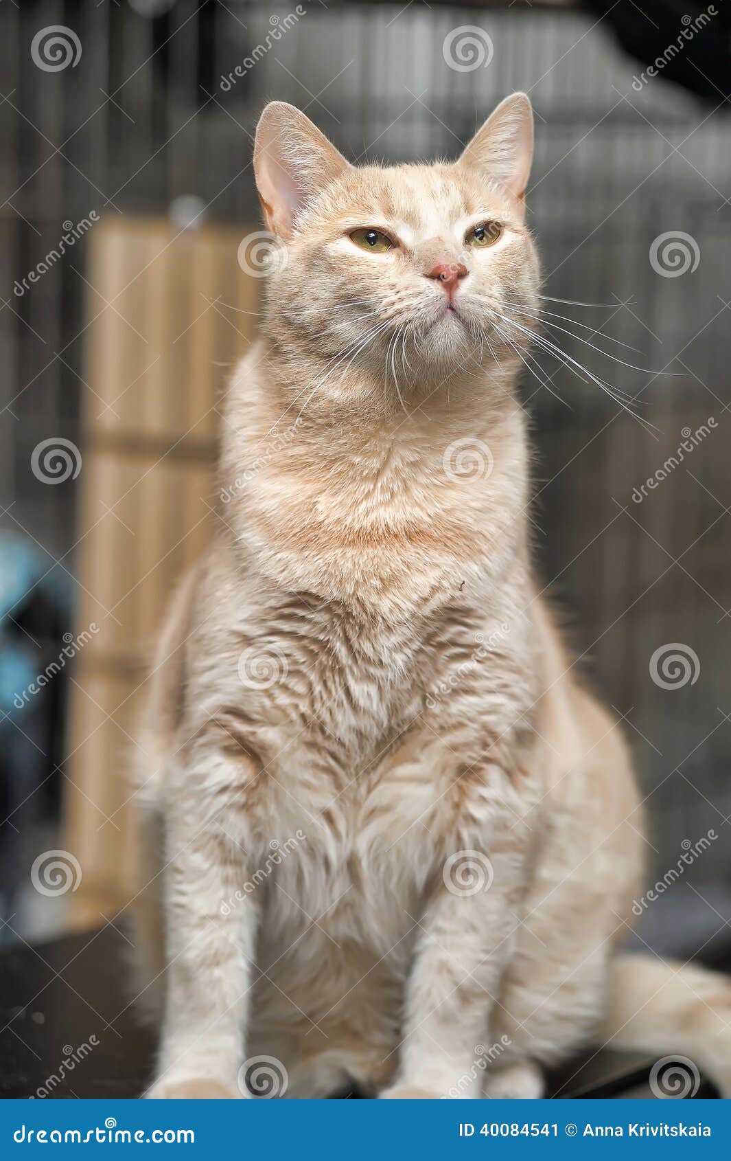 Light red cat stock image. Image of feline, hairy, ginger - 40084541