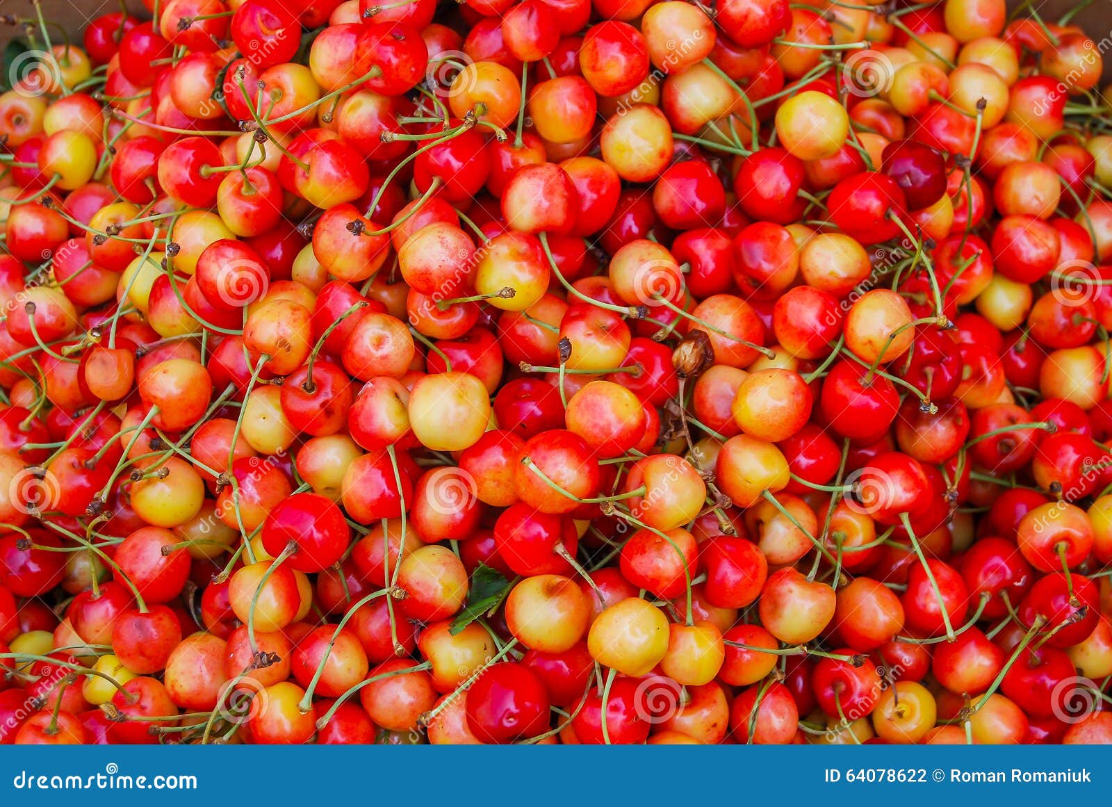 Light red cherries stock photo. Image of freshness, seasonal - 64078622