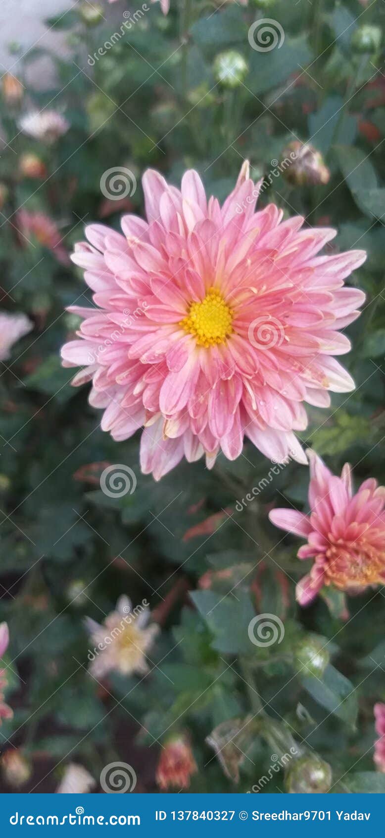 Light red colour Rose stock image. Image of colour, corner - 137840327