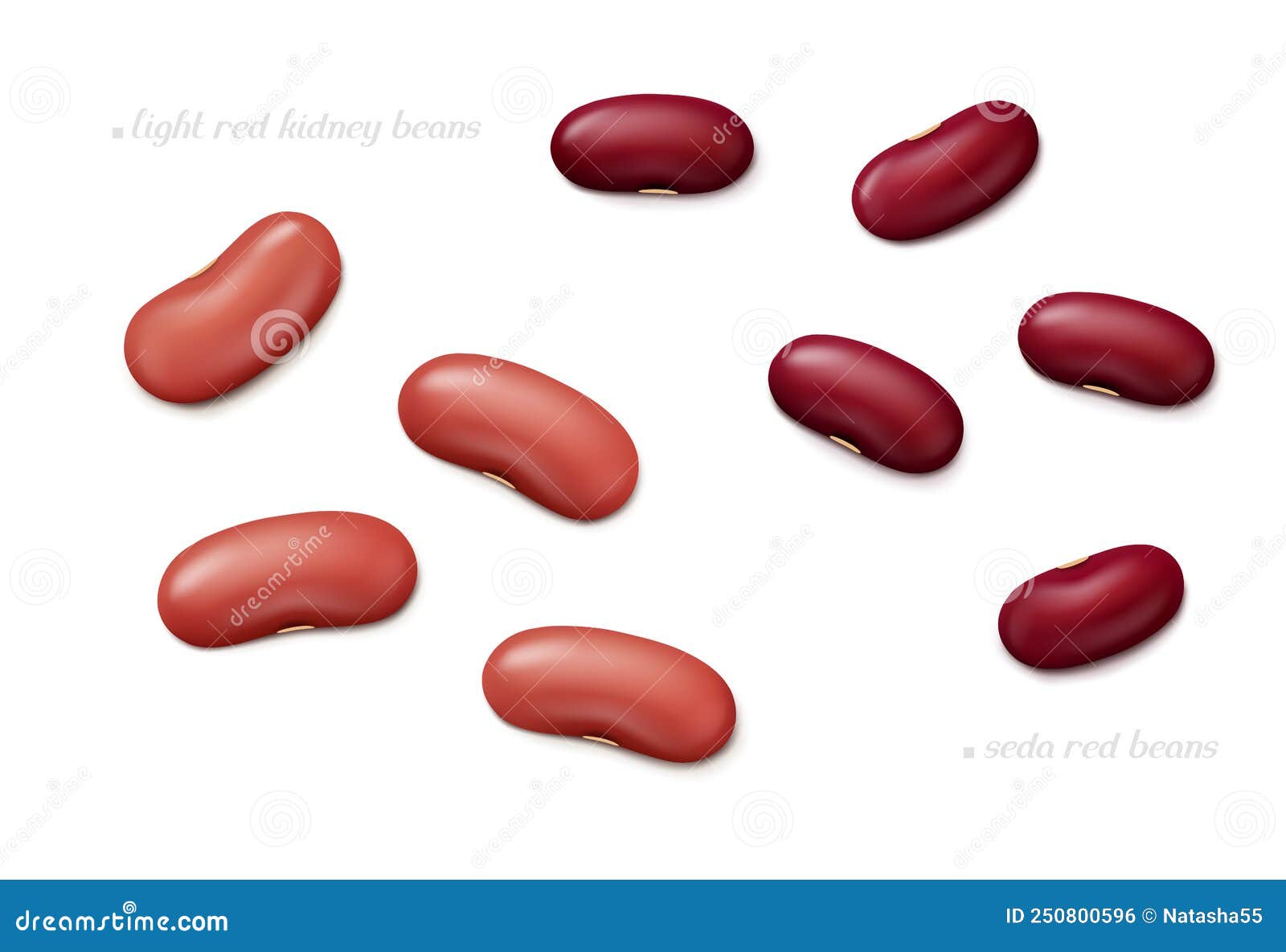 Light Red Kidney and Seda Beans Isolated on White Background. Top View ...