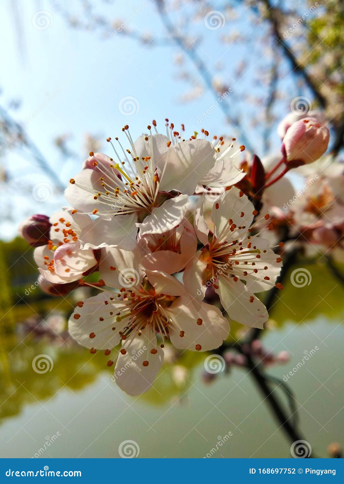 Light Red Plum Flower Blossom Near the River in Spring Stock Photo ...