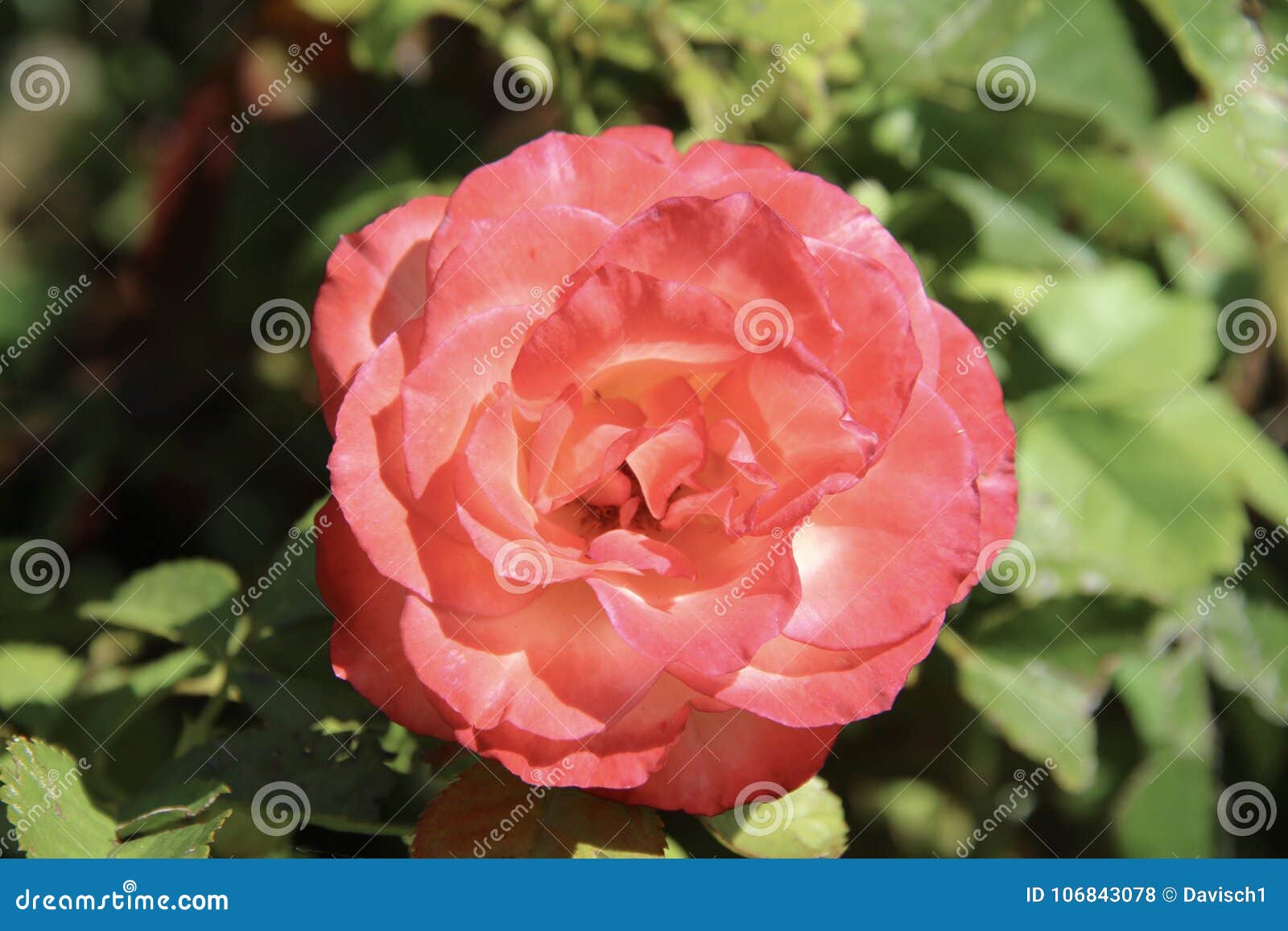 Light red rose stock photo. Image of sunshine, light - 106843078