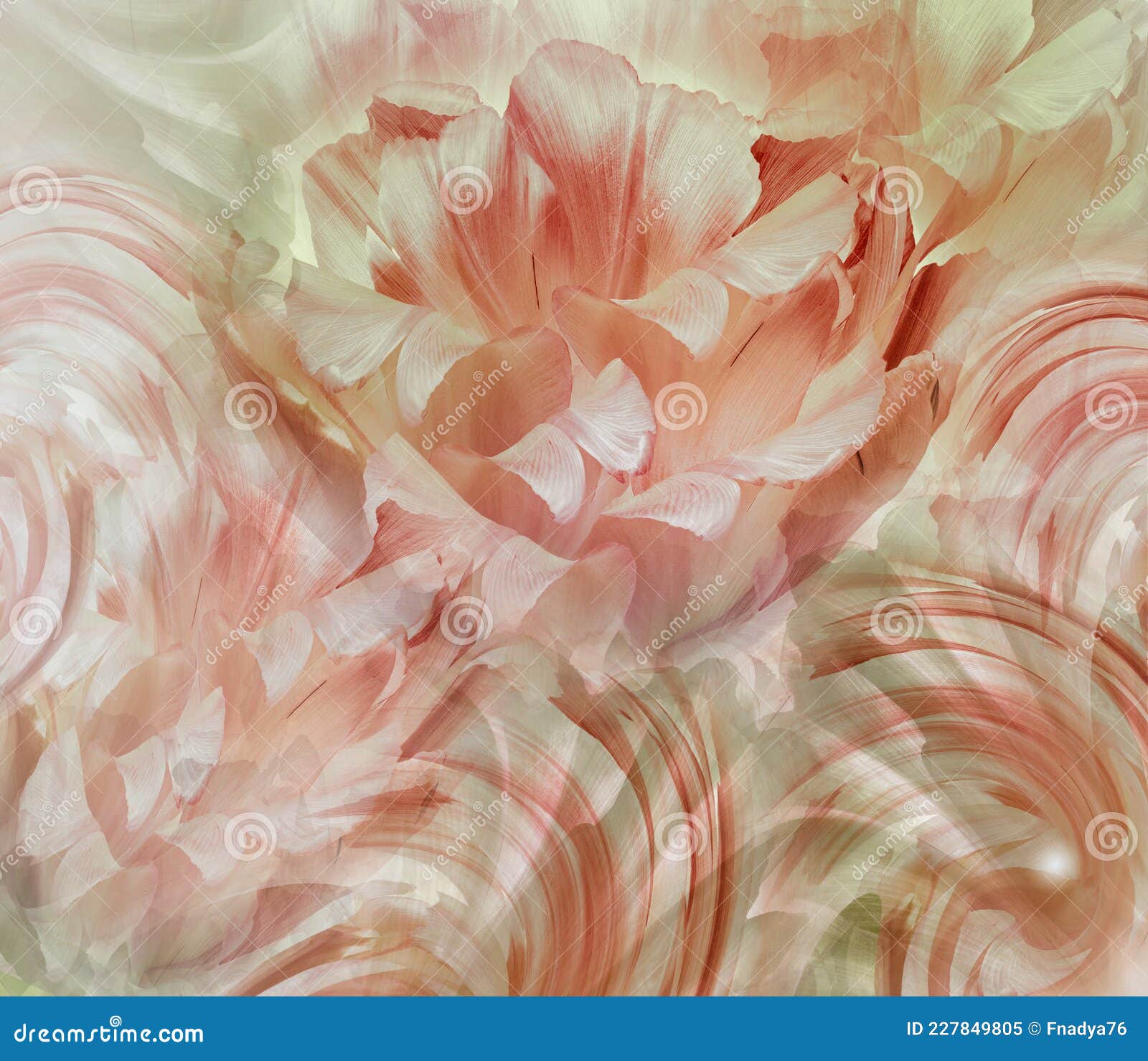 Light Red Tulips Floral Spring Background. Closeup. Nature Stock Image ...