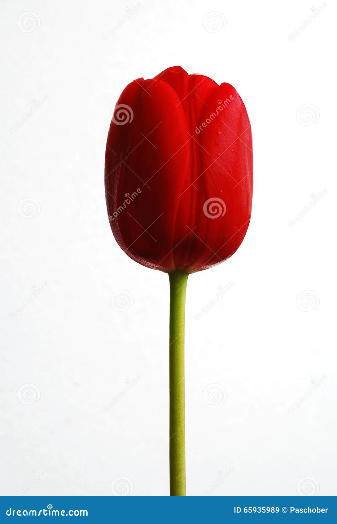 Light Red Tulip, White Background Stock Image - Image of growth ...