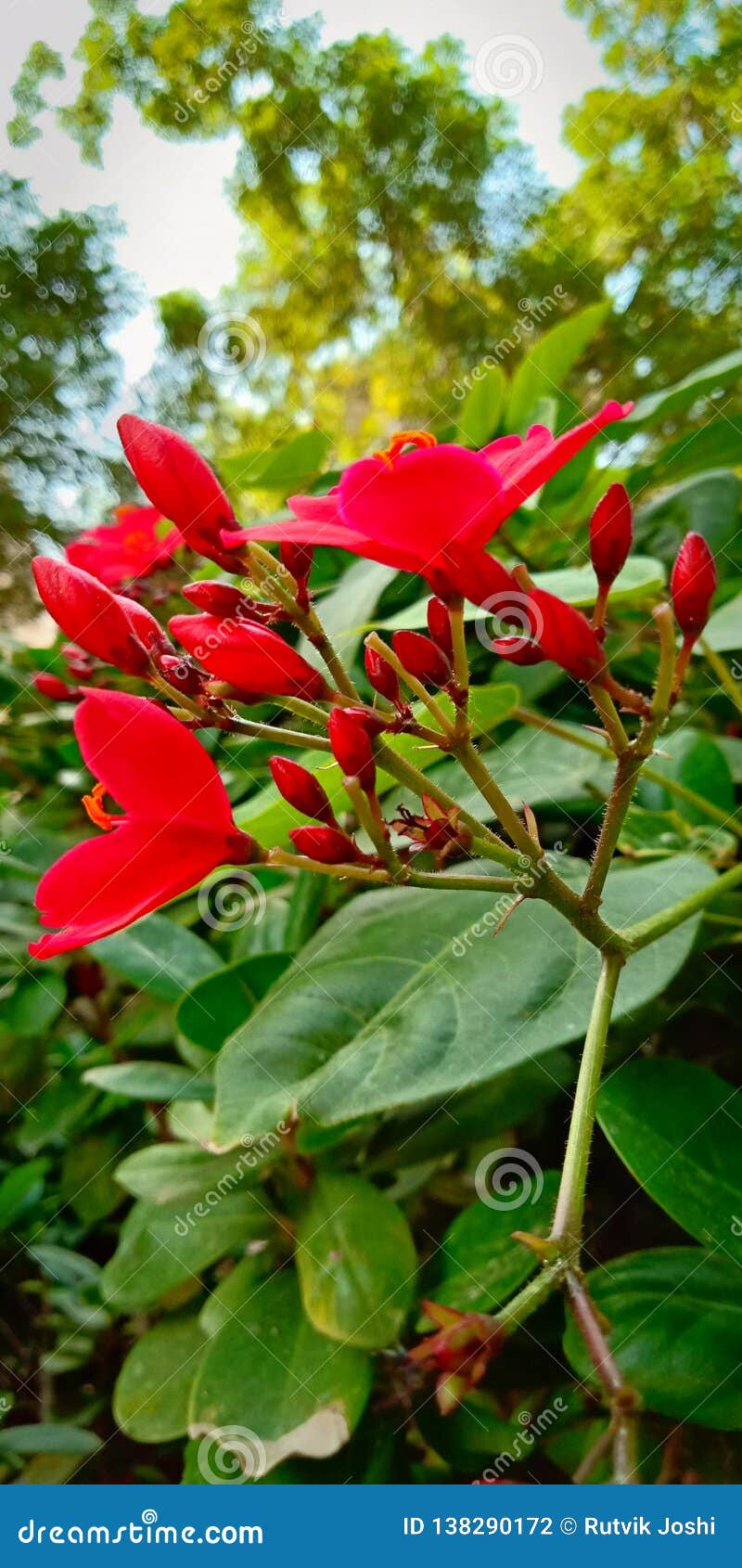 Light Ref flower stock photo. Image of flower, surrounded - 138290172