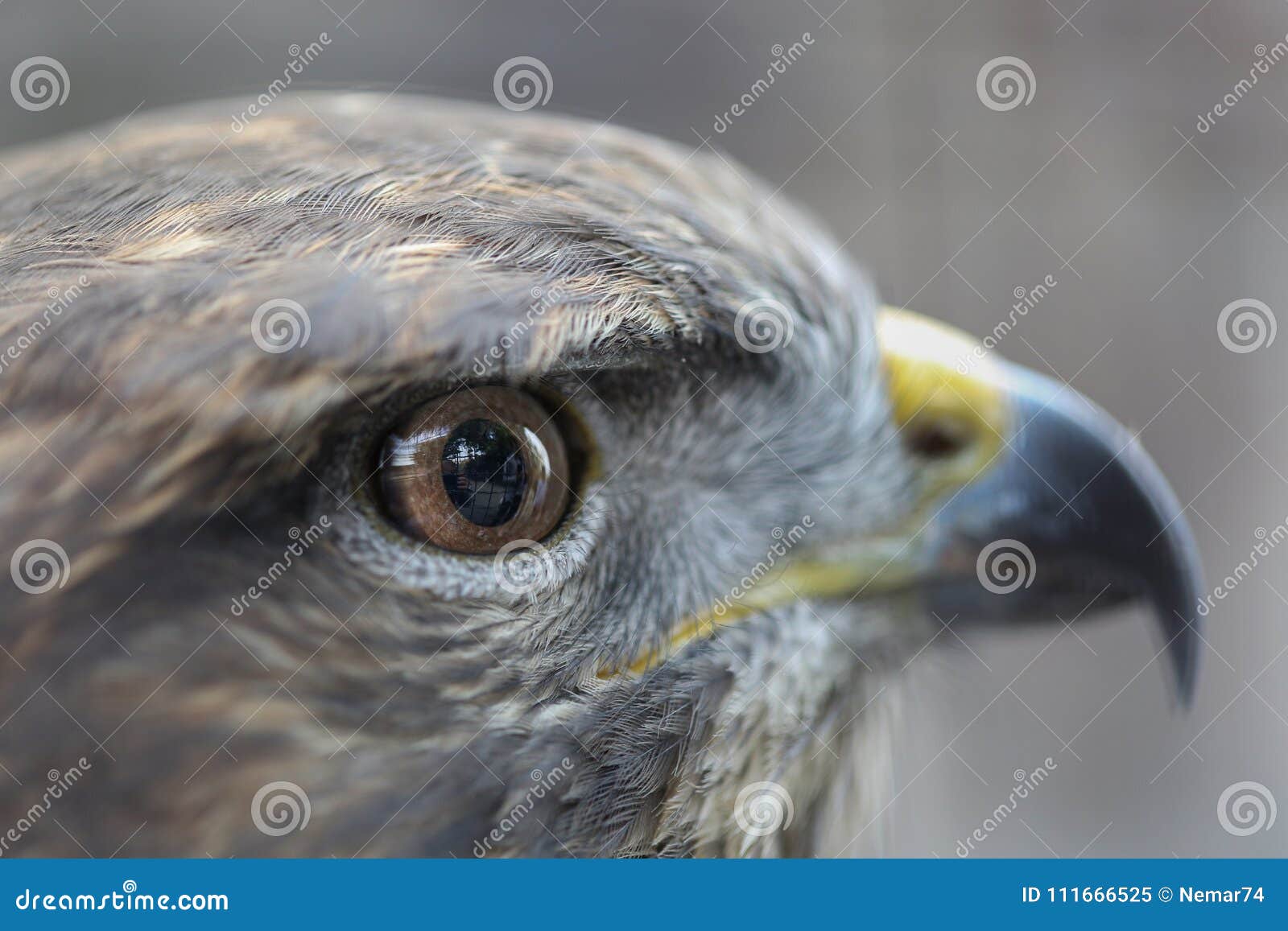 Light Reflection in Eye of Hawk Stock Image - Image of seeking, brown ...