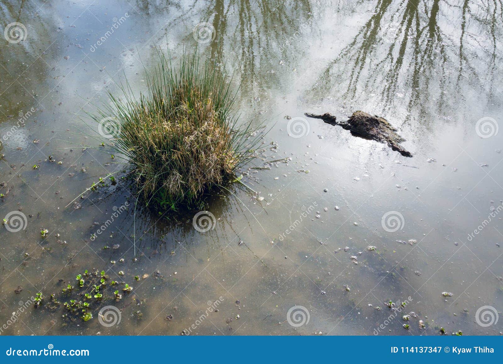 Light Reflection on the Surface of Muddy Pond in Early Spring Stock ...