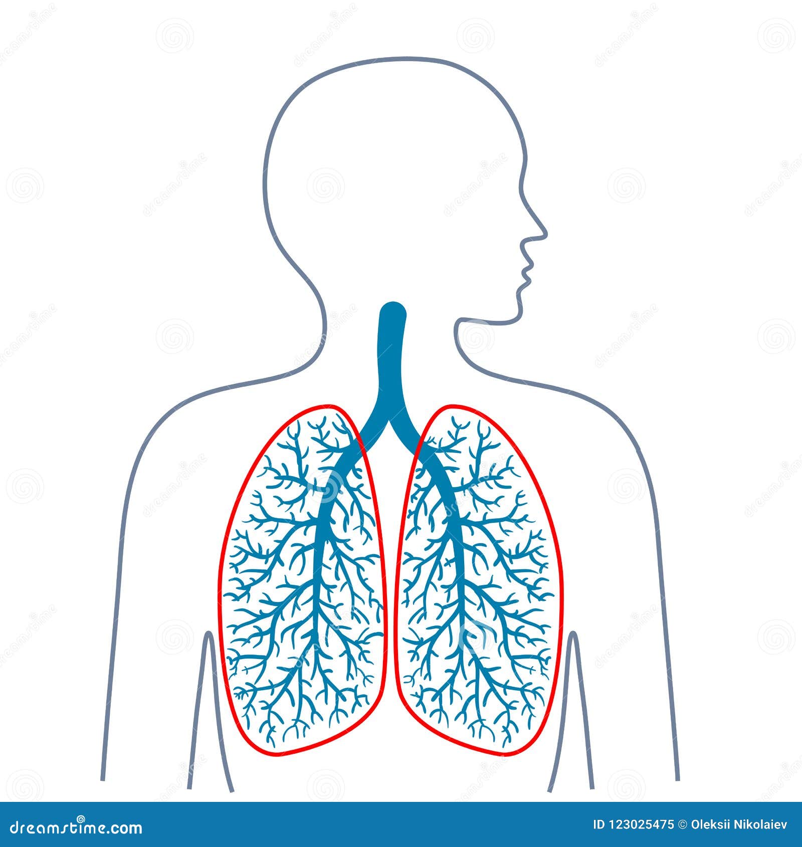 Light, Respiratory System. Medicine and Health. Stock Vector ...