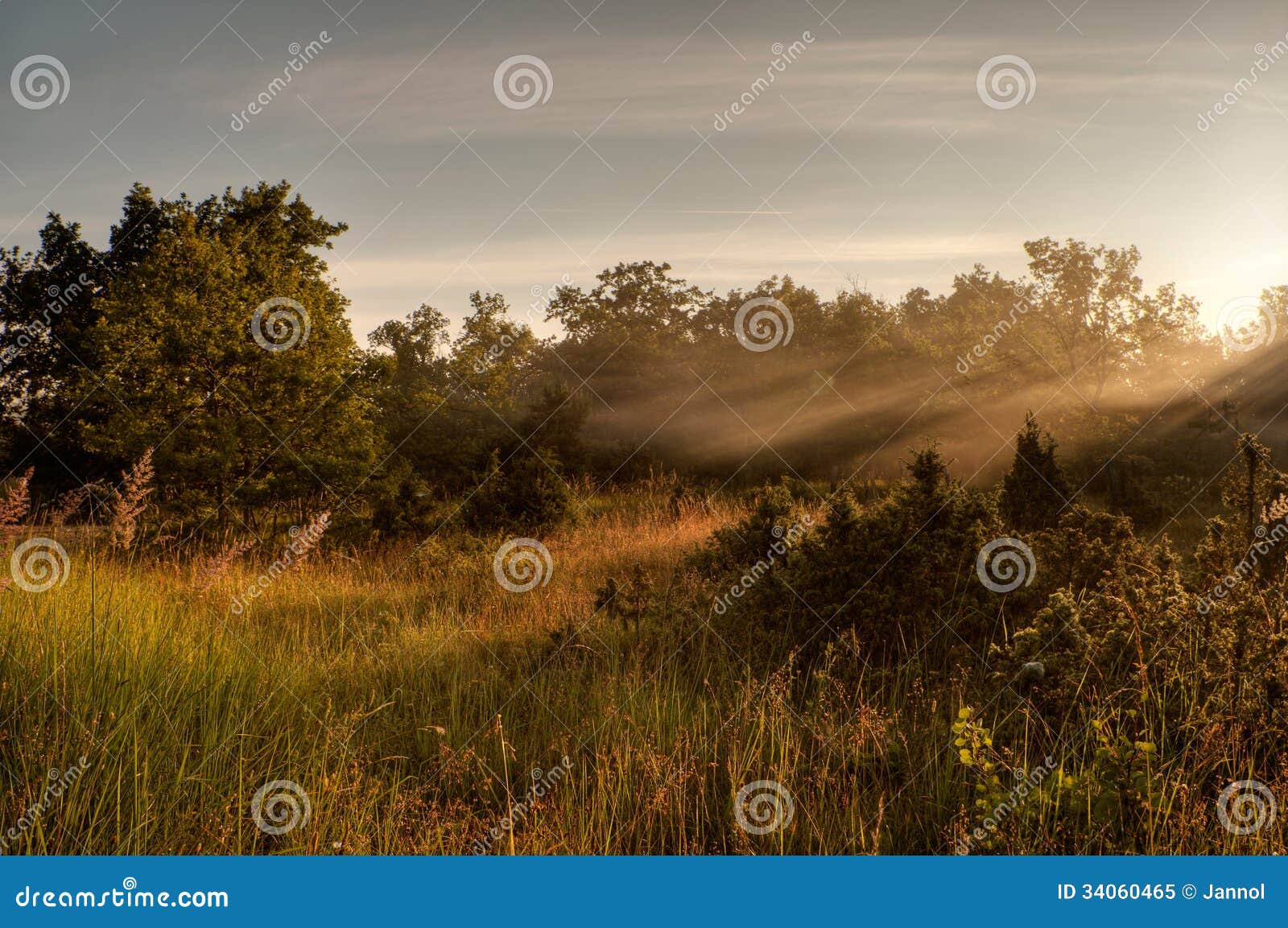 Light of the Rising Sun Over the Meadow Stock Image - Image of baltic ...