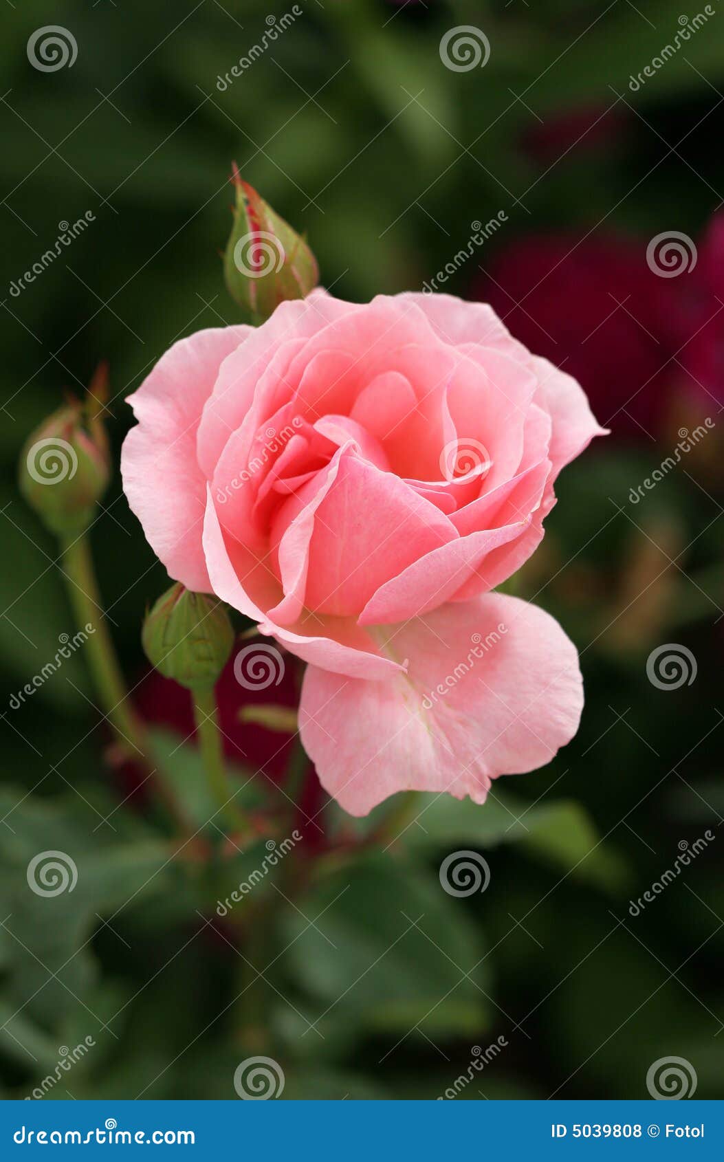 Light rose stock photo. Image of nature, color, perfume - 5039808