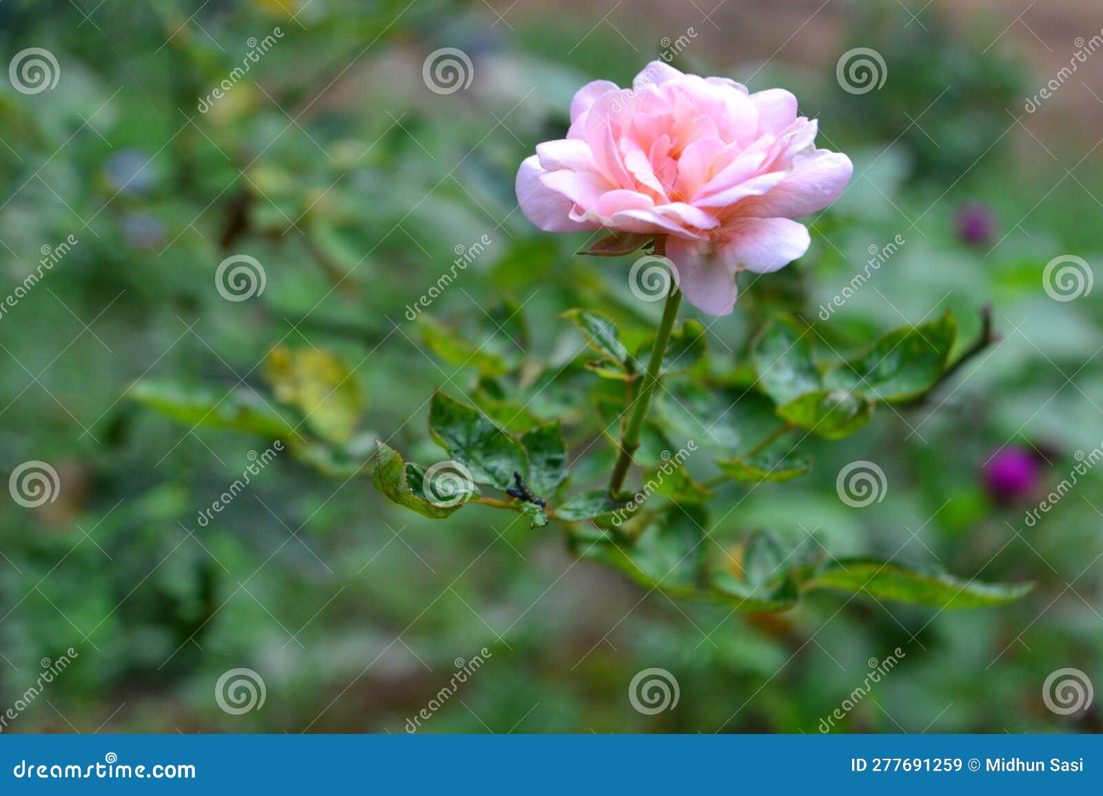 Rose Flower stock image. Image of blossom, flower, kerala - 277691259