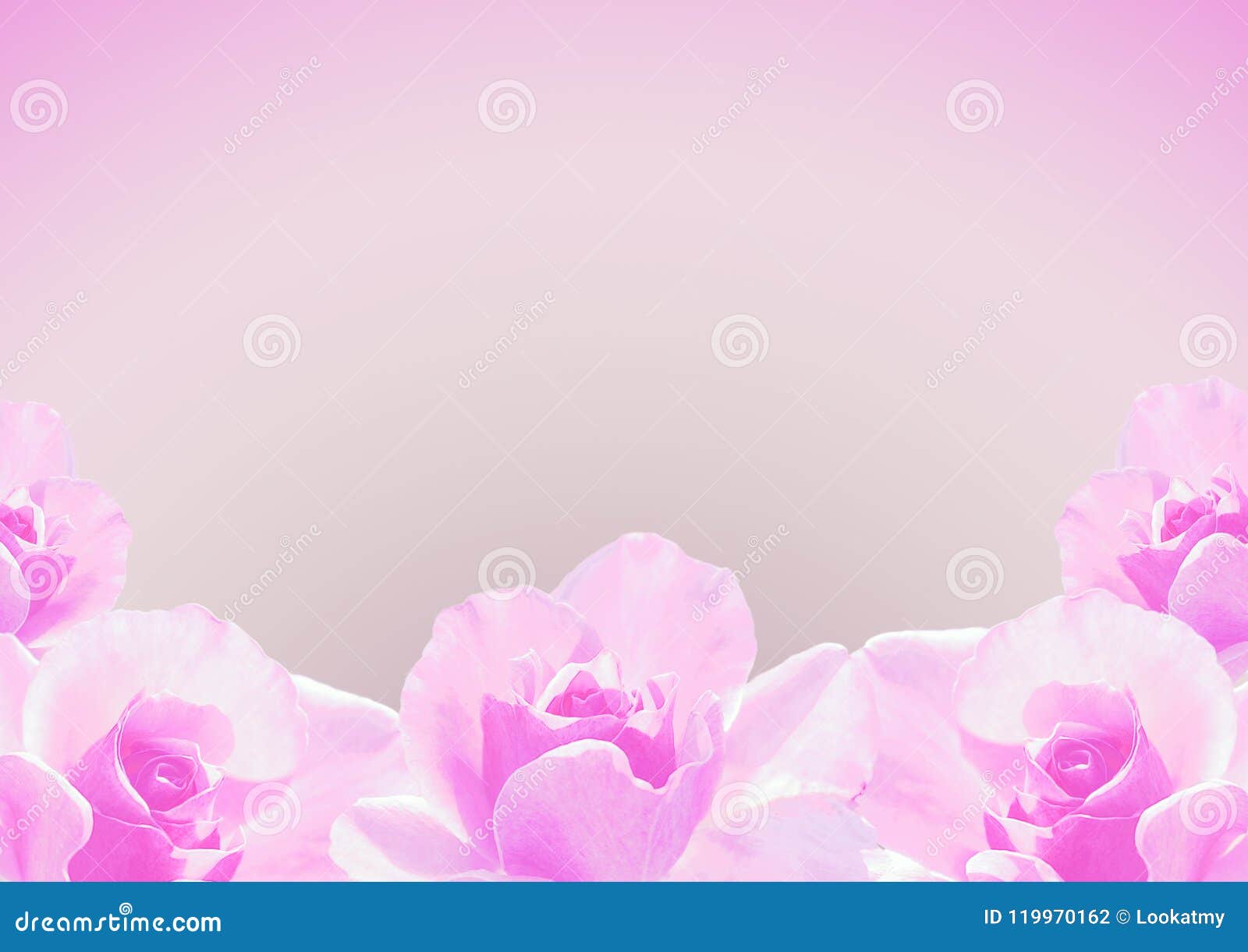 Light Roses Dreaming Background Stock Photo - Image of lightpink ...