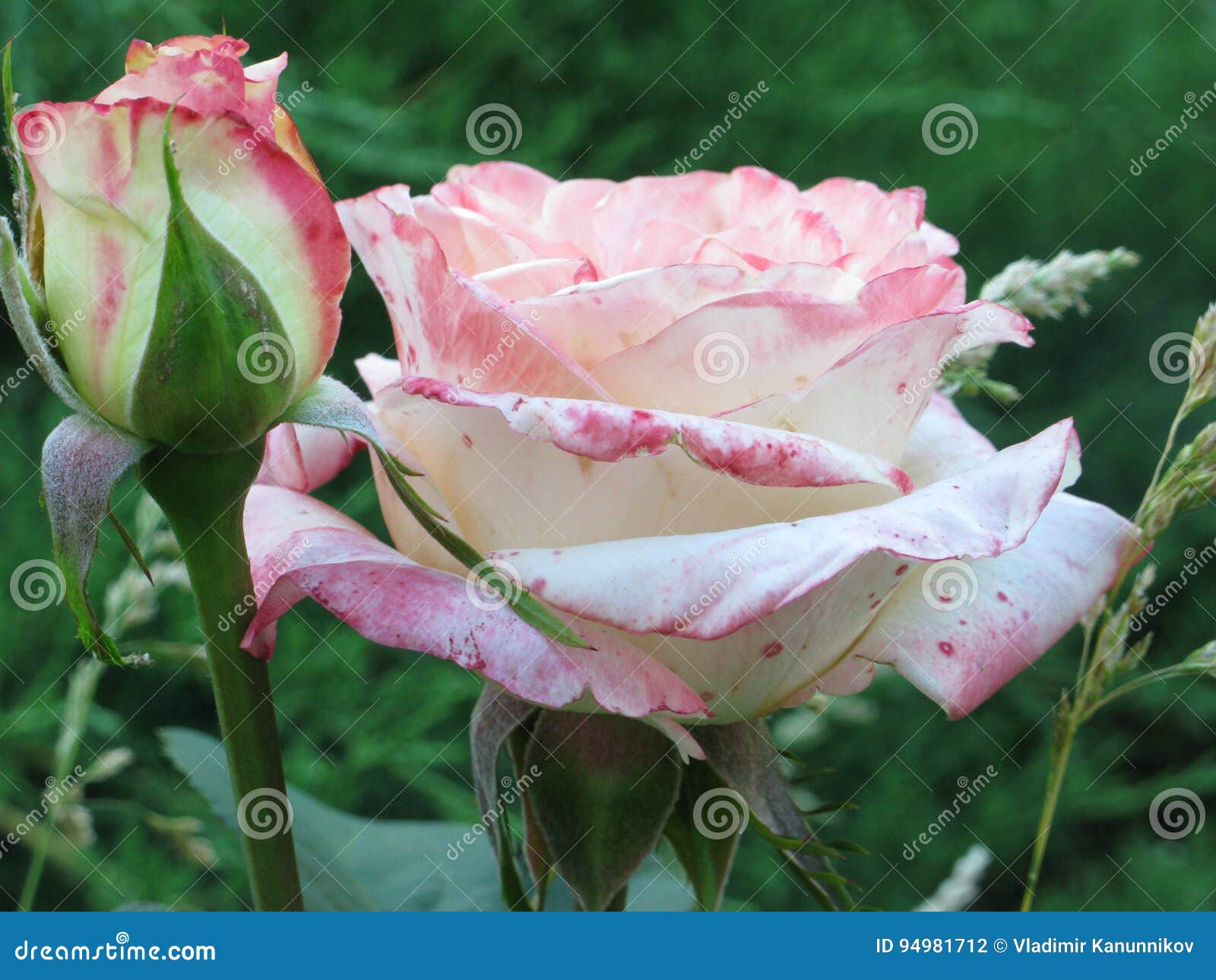 Light roses stock photo. Image of roses, flowers, bouquet - 94981712