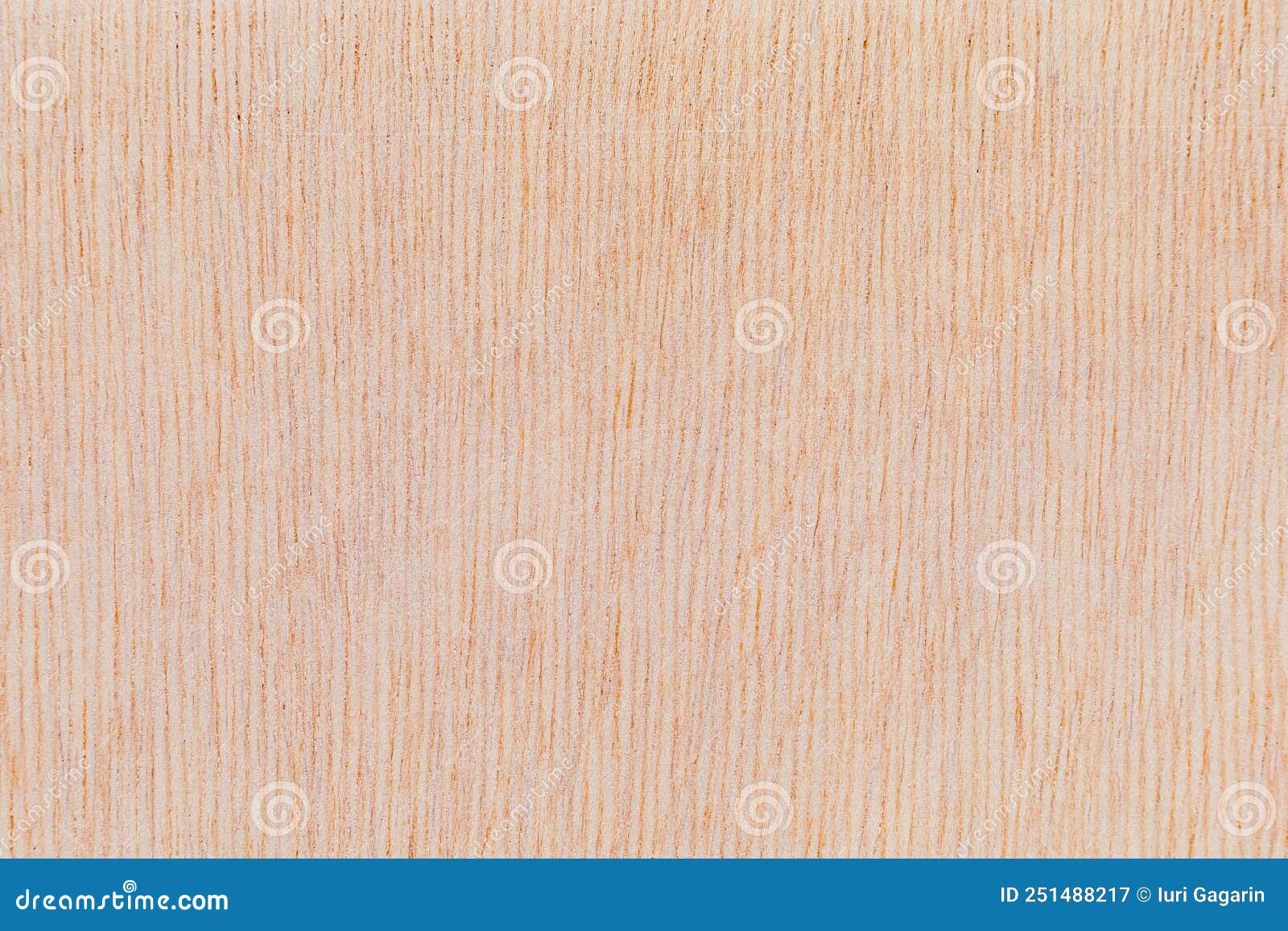 Light Rough Textured Cut Surface of an African Tree. Wood Background or ...