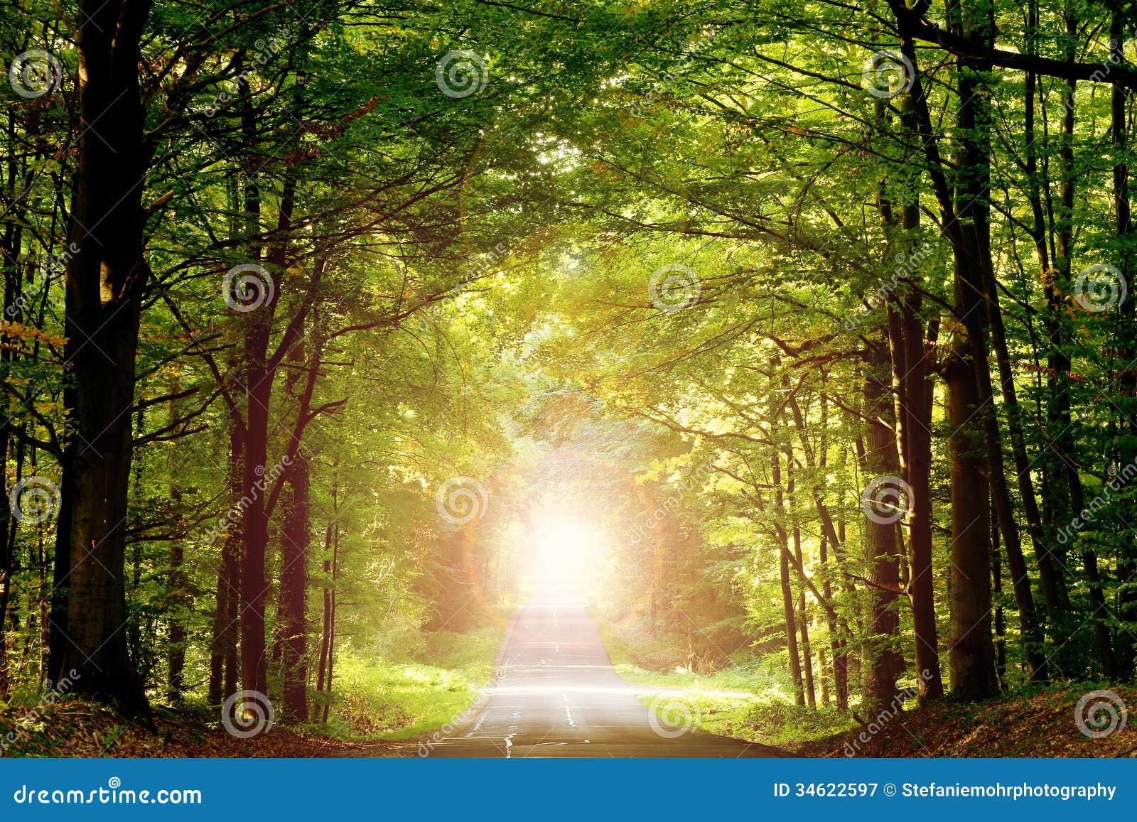 Wooded Countryroad Stock Photos - Free & Royalty-Free Stock Photos from ...