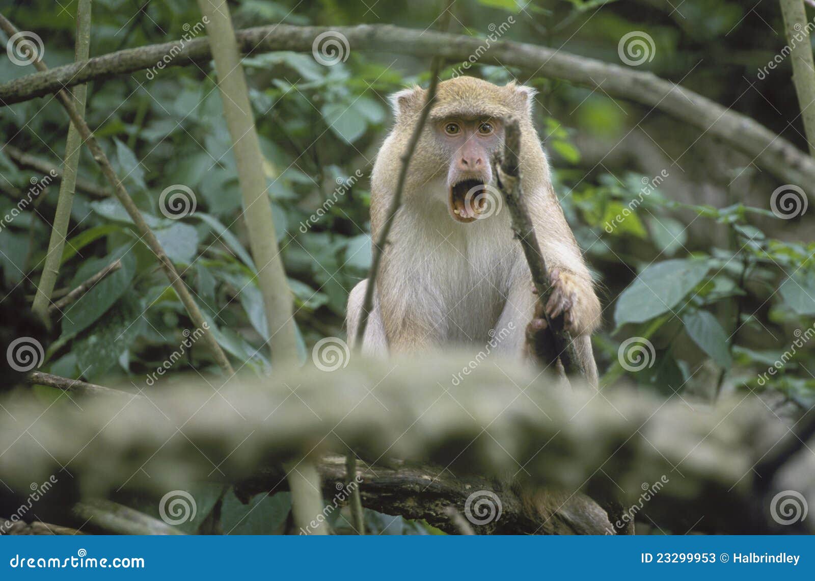 Light Samango Monkey, Mouth Open, South Africa Stock Image - Image of ...