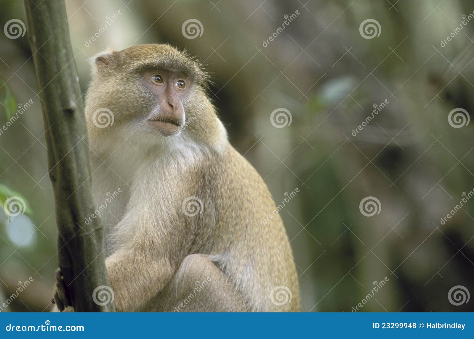 Light Samango Monkey, South Africa Stock Photo - Image of endangered ...