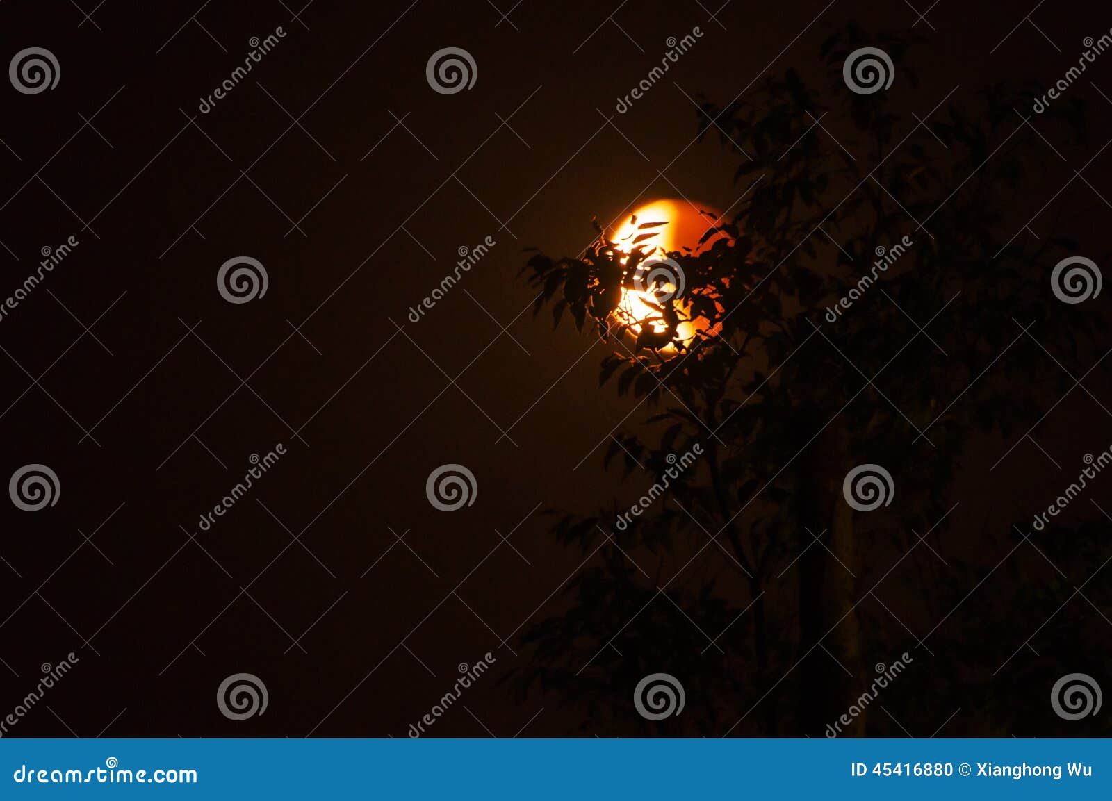 Light and Shade Blood Moon Behind in Shadow of Trees Stock Photo ...
