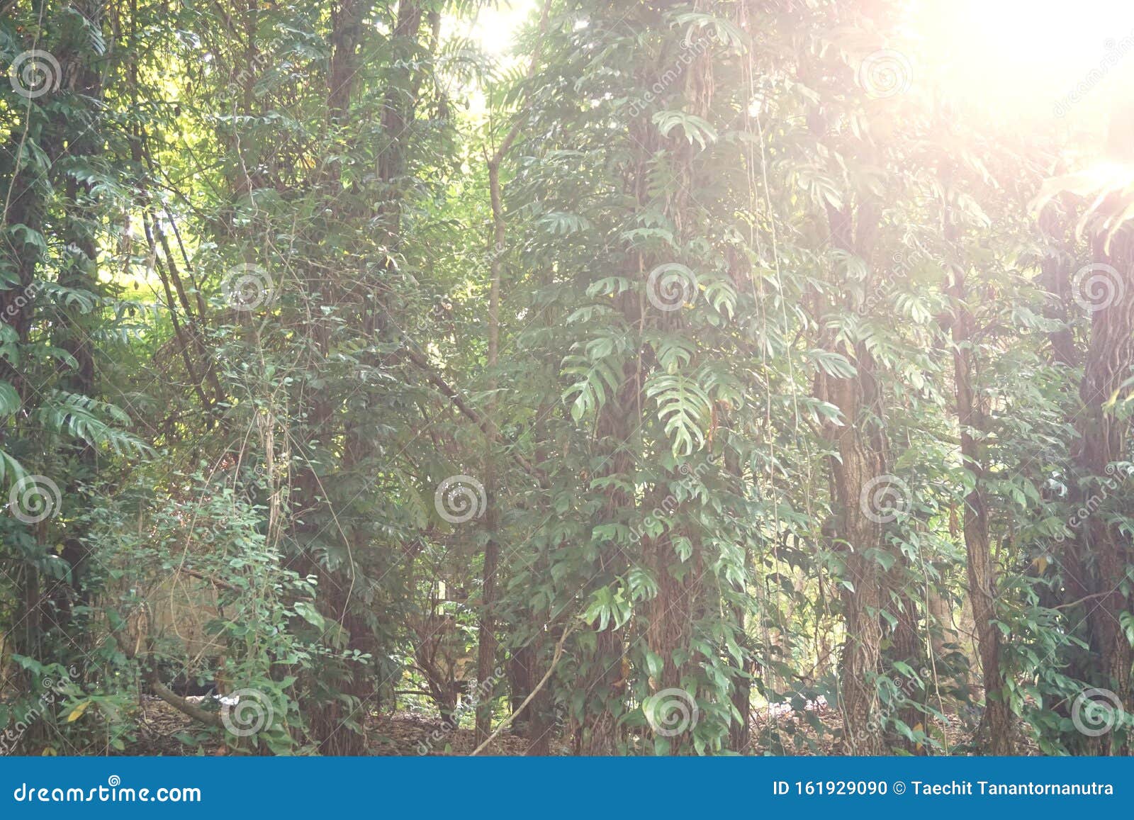 Light shade in the jungle stock photo. Image of jungle - 161929090
