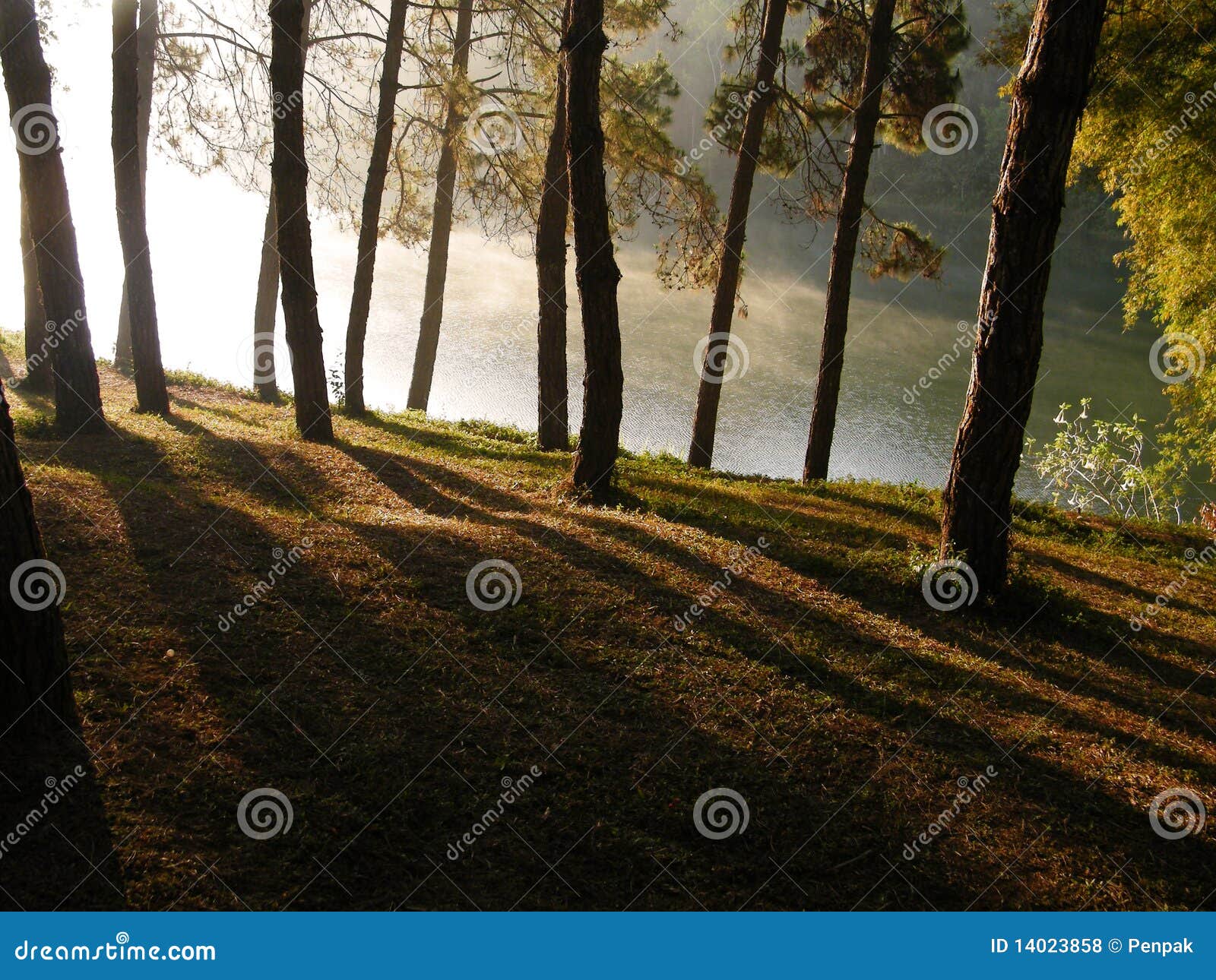Light and shadow stock photo. Image of tree, blue, color - 14023858