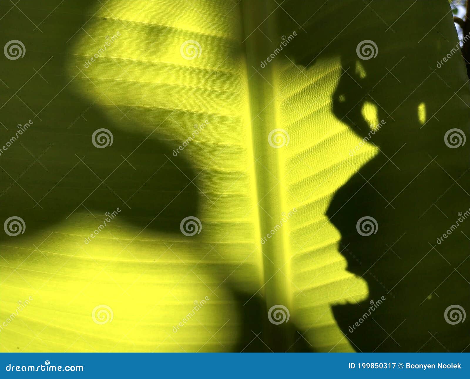 Light and Shadow on Banana Leaves Stock Image - Image of color, plant ...