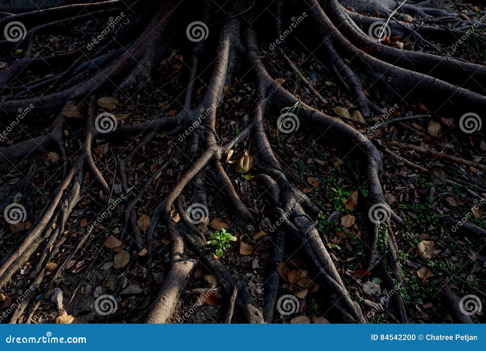 Light and Shadow of Banyan Tree Roots on the Forest Ground for N Stock ...