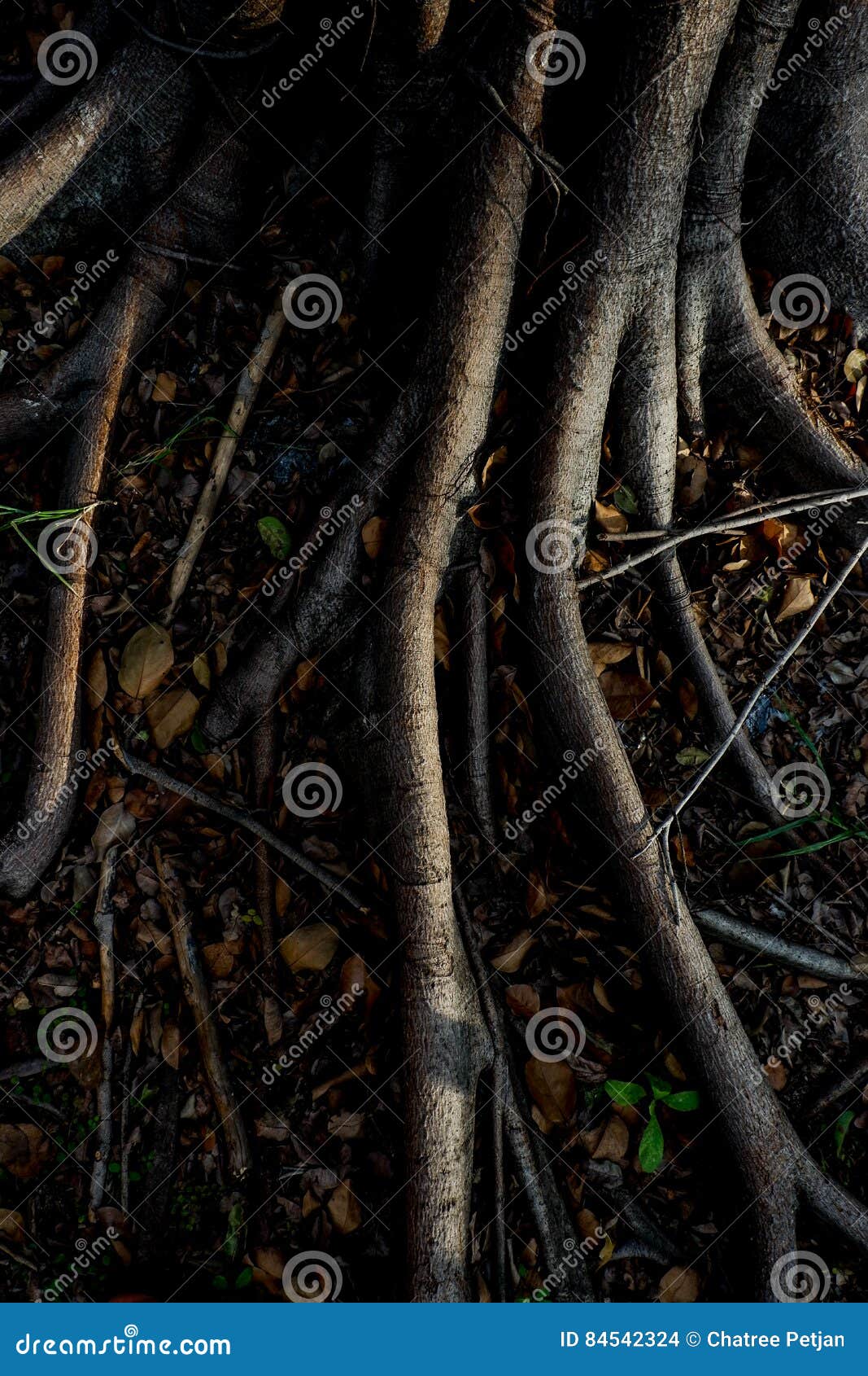 Light and Shadow of Banyan Tree Roots on the Forest Ground for N Stock ...