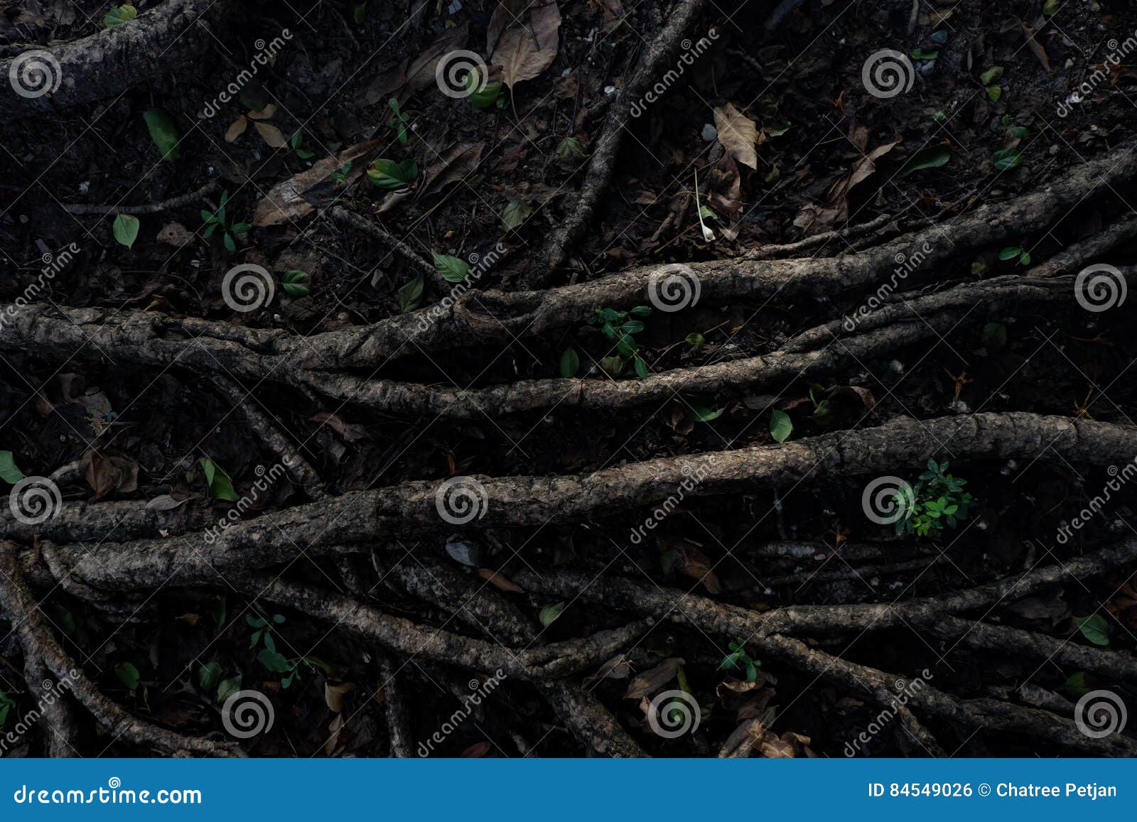 Light and Shadow of Banyan Tree Roots Stock Photo - Image of ...