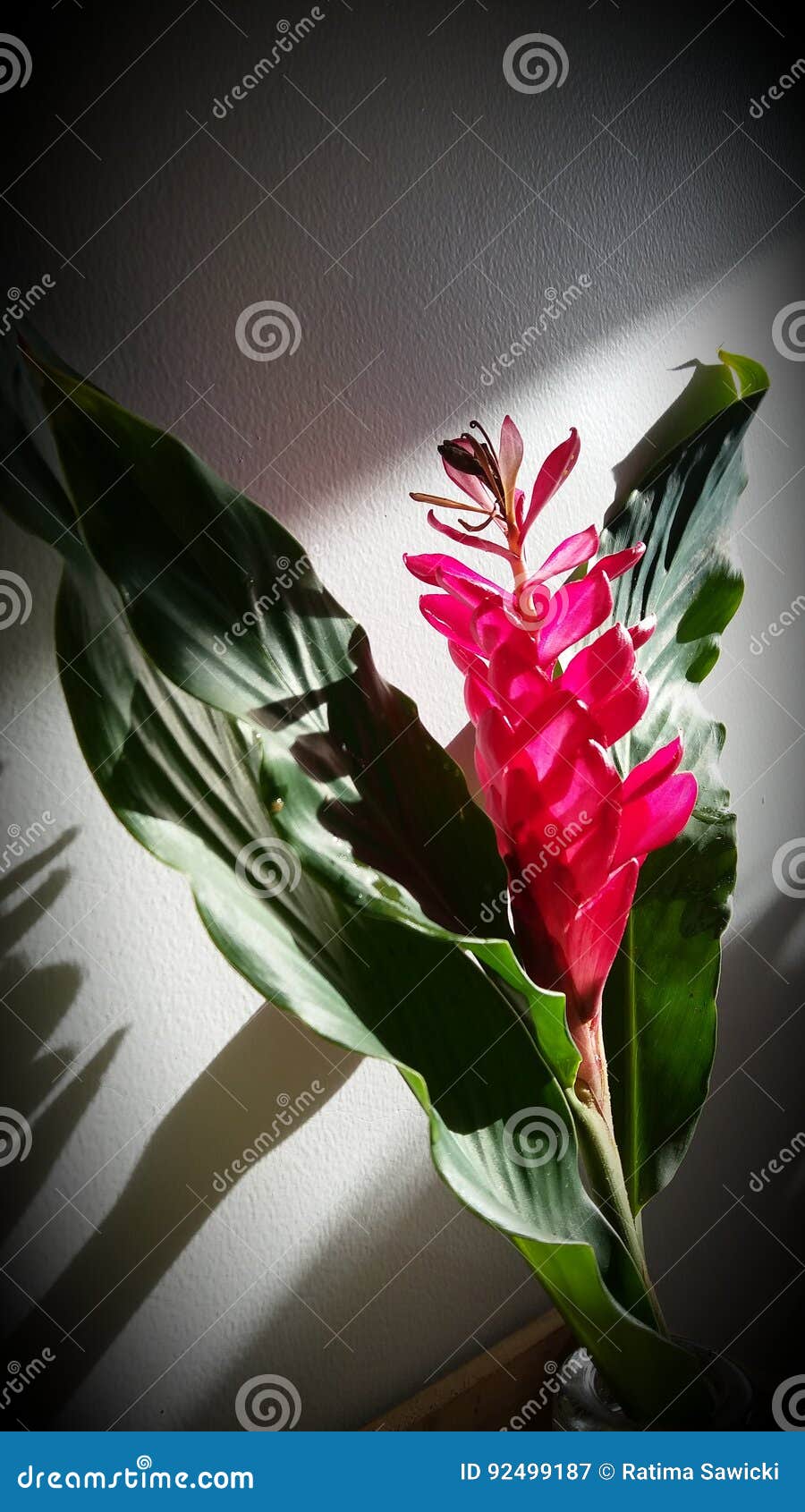 Light and Shadow stock image. Image of green, shadow - 92499187