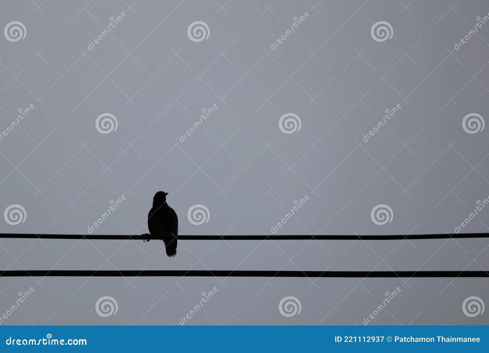 The Light and Shadow of a Bird Perched on a Power Line. Sky Background ...