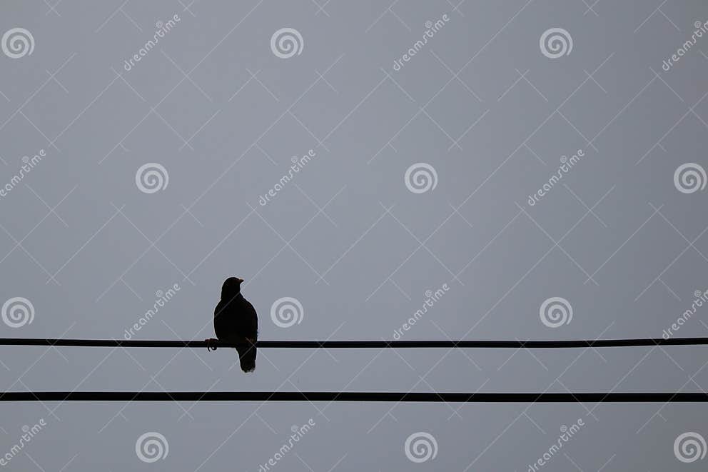 The Light and Shadow of a Bird Perched on a Power Line. Sky Background ...