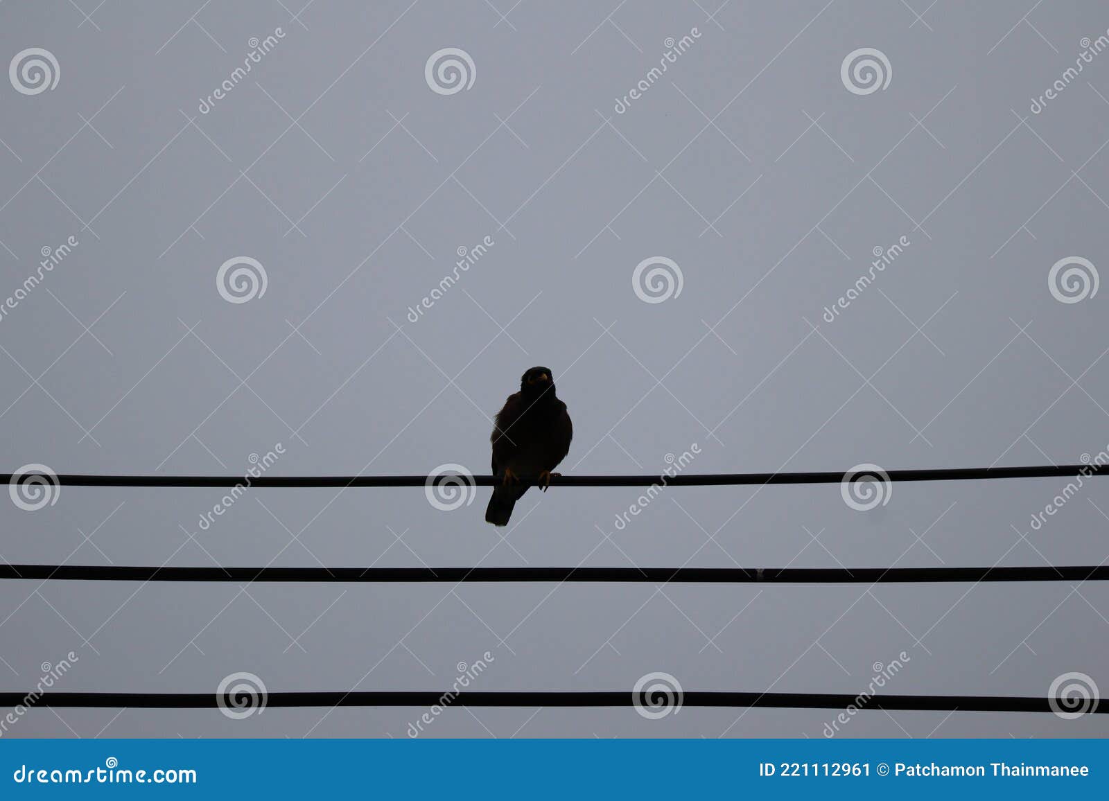 The Light and Shadow of a Bird Perched on a Power Line. Sky Background ...