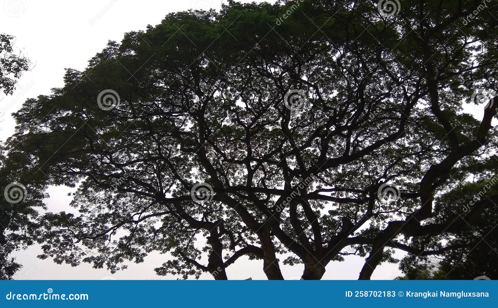 Light and Shadow, Chamchuri Tree Stock Image - Image of à¸„à¸§à¸²à¸¡à ...