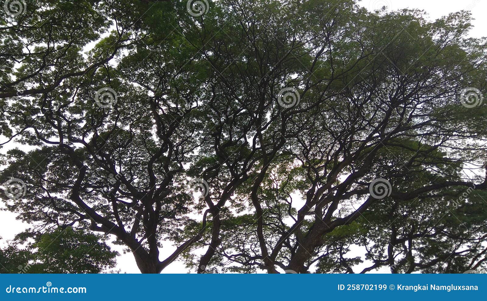 Light and Shadow, Chamchuri Tree Stock Image - Image of à¸ªà¸§à¸¢, à¸¥à ...