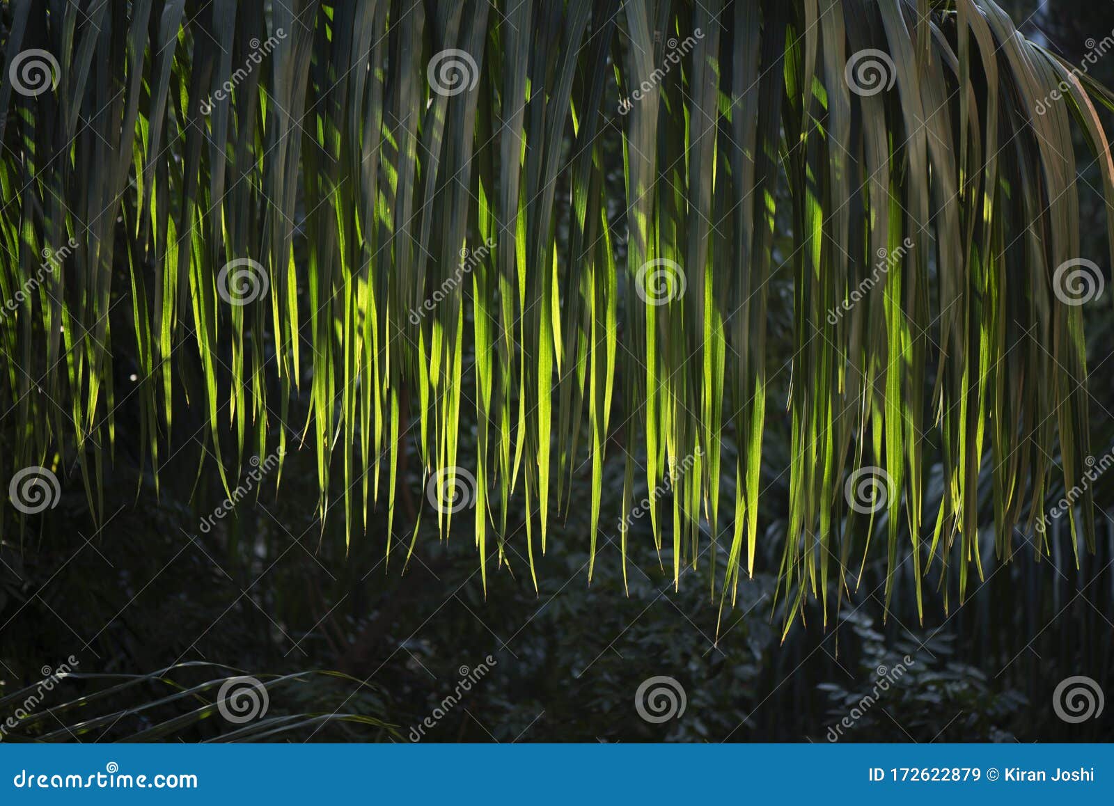 Light and Shadow on Coconut Leaves Tree Stock Image - Image of ...
