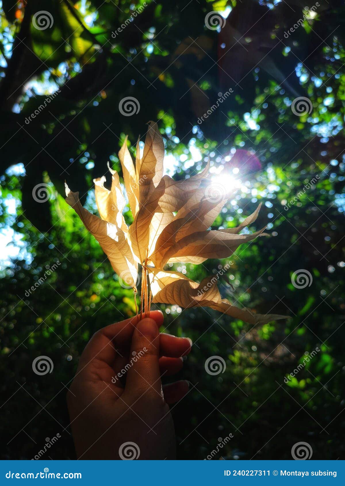 Light and Shadow of Dry Leaves Stock Image - Image of leaves, leaf ...