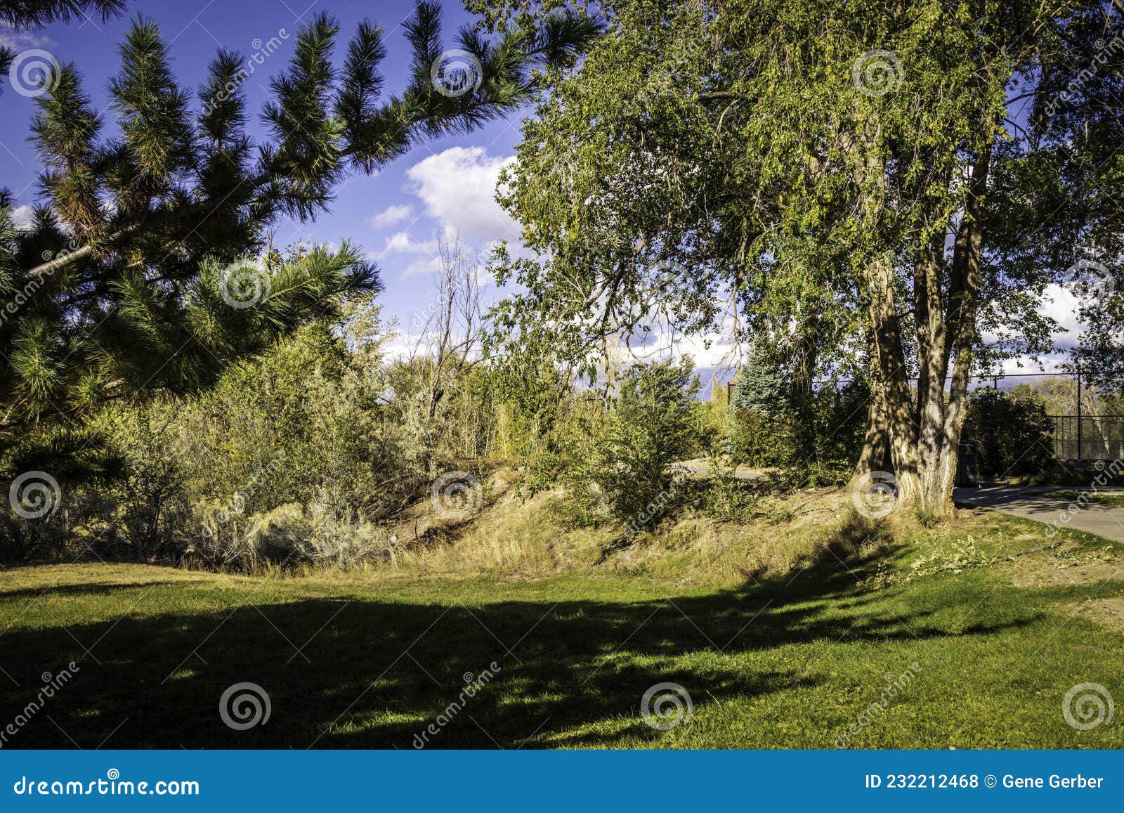 Light and Shadow in Field stock photo. Image of grass - 232212468