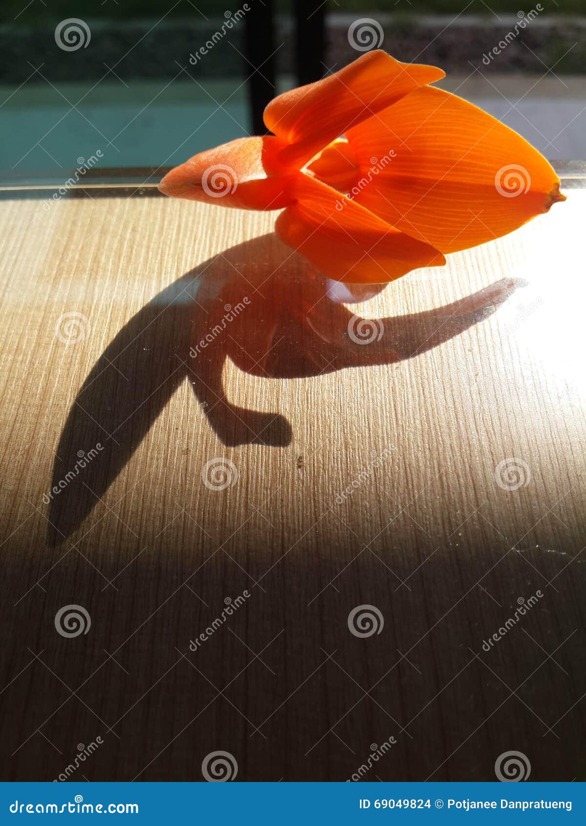 Light and shadow stock photo. Image of summertime, sunshine - 69049824