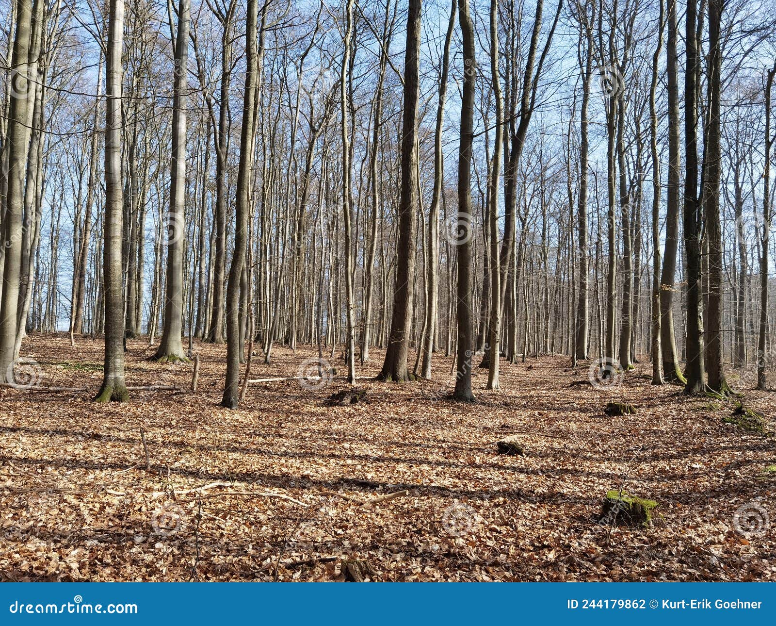 Light and Shadow in the Forest Stock Photo - Image of autumn, deciduous ...