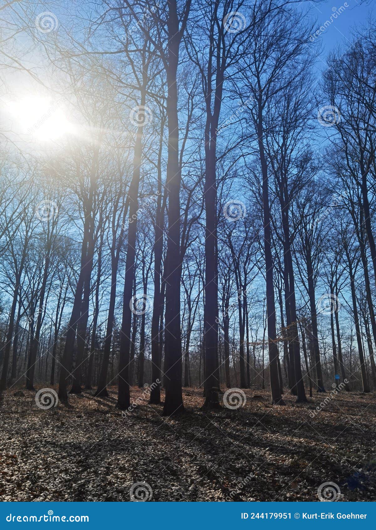 Light and Shadow in the Forest Stock Image - Image of wilderness ...