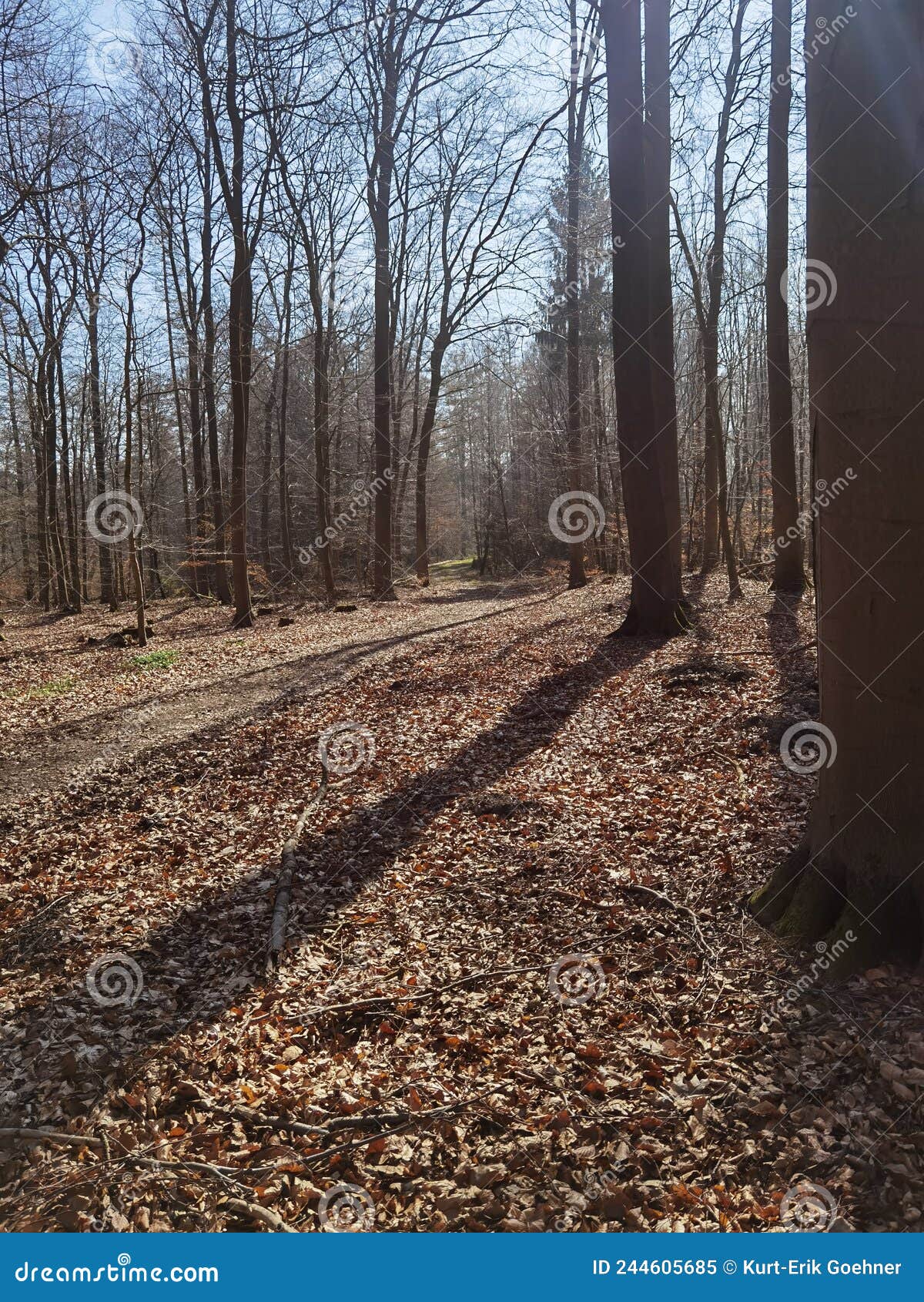 Light and Shadow in the Forest Stock Image - Image of wilderness, tree ...