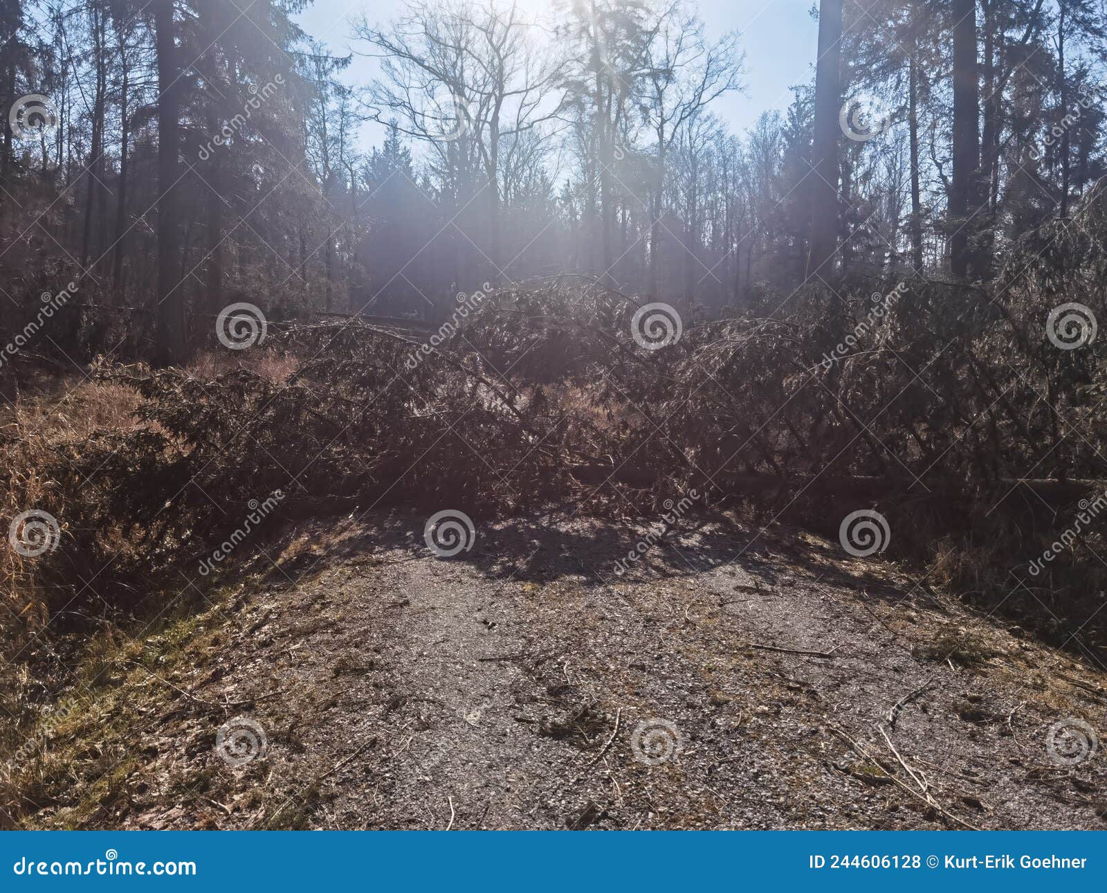 Light and Shadow in the Forest Stock Photo - Image of wetland, light ...