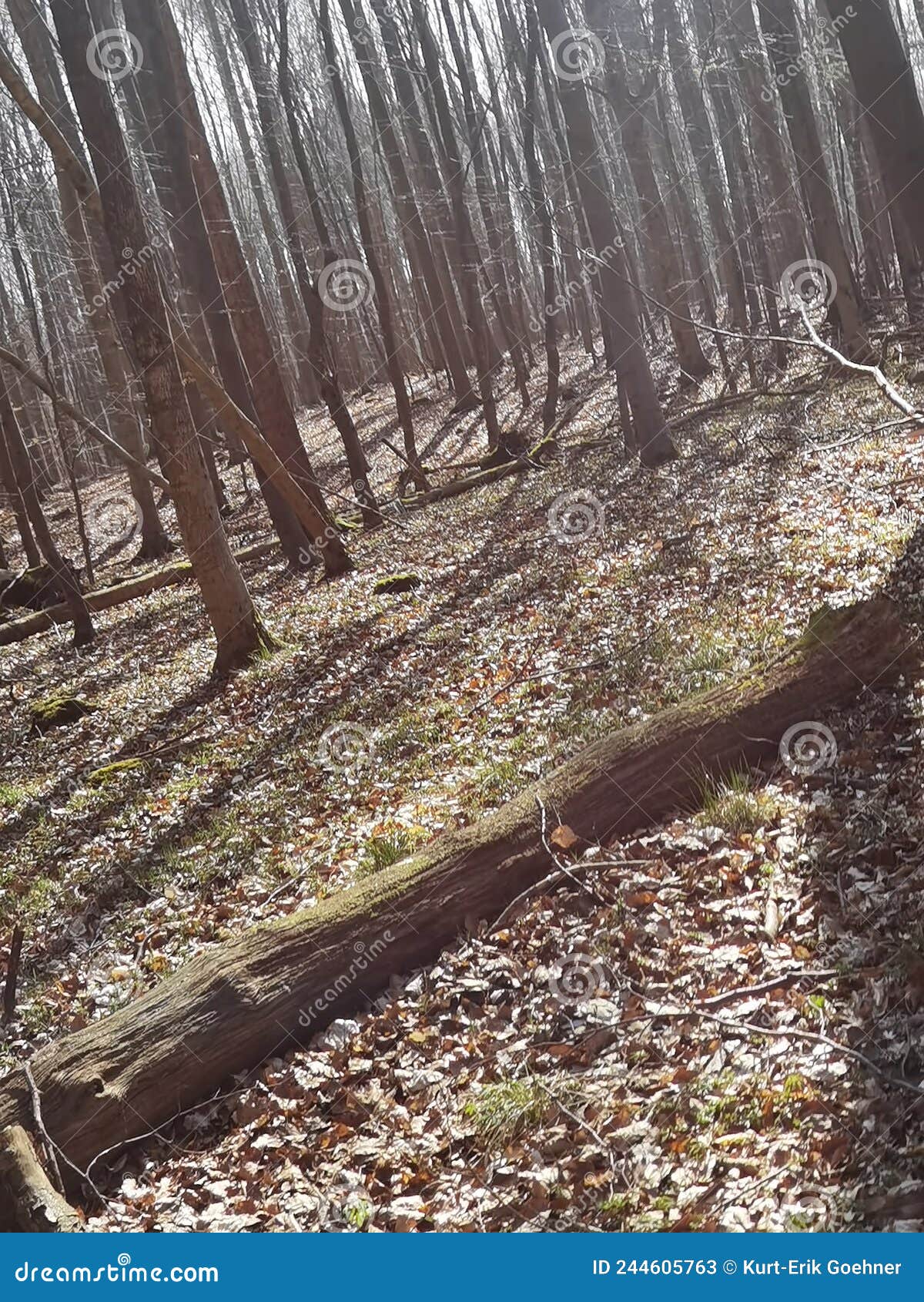 Light and Shadow in the Forest Stock Image - Image of nature, winter ...