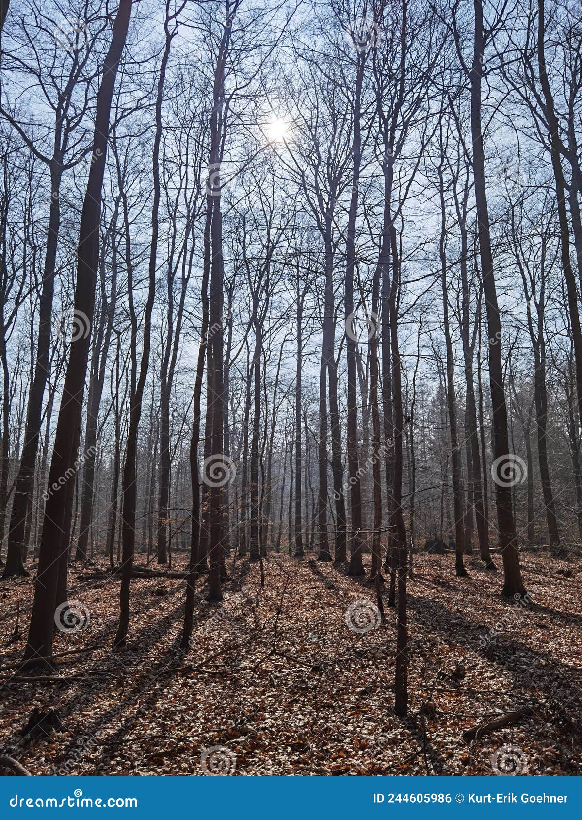 Light and Shadow in the Forest Stock Photo - Image of deciduous, forest ...