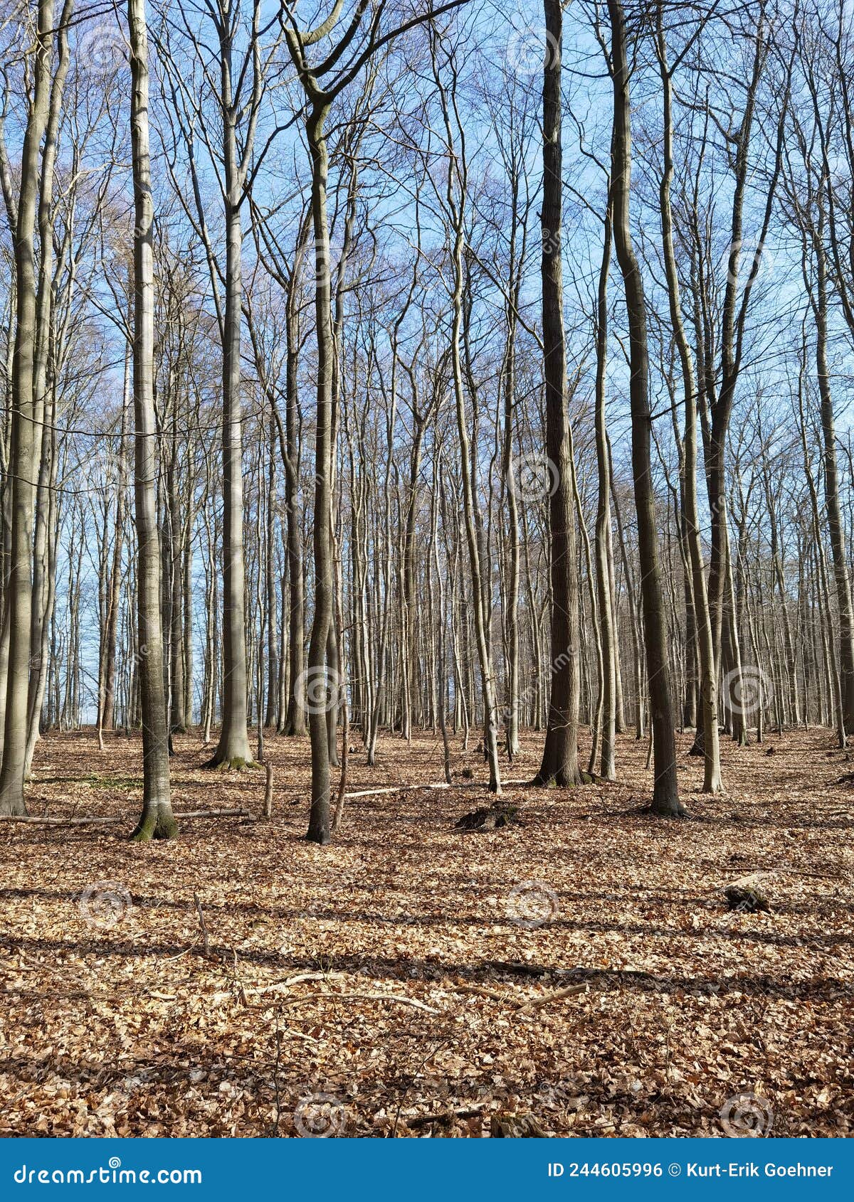 Light and Shadow in the Forest Stock Photo - Image of tree, trail ...
