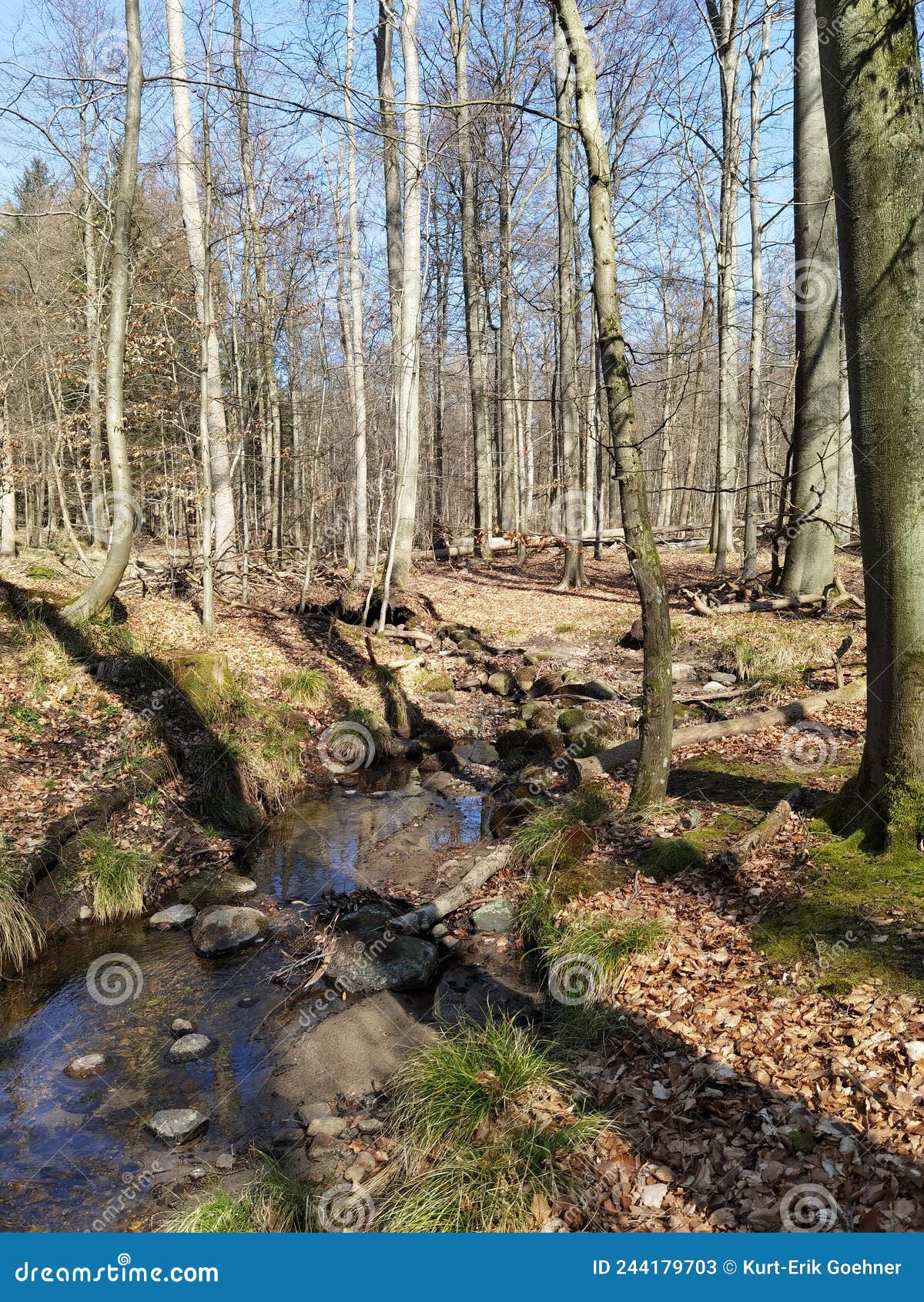 Small stream in the forest stock image. Image of watercourse - 244179703