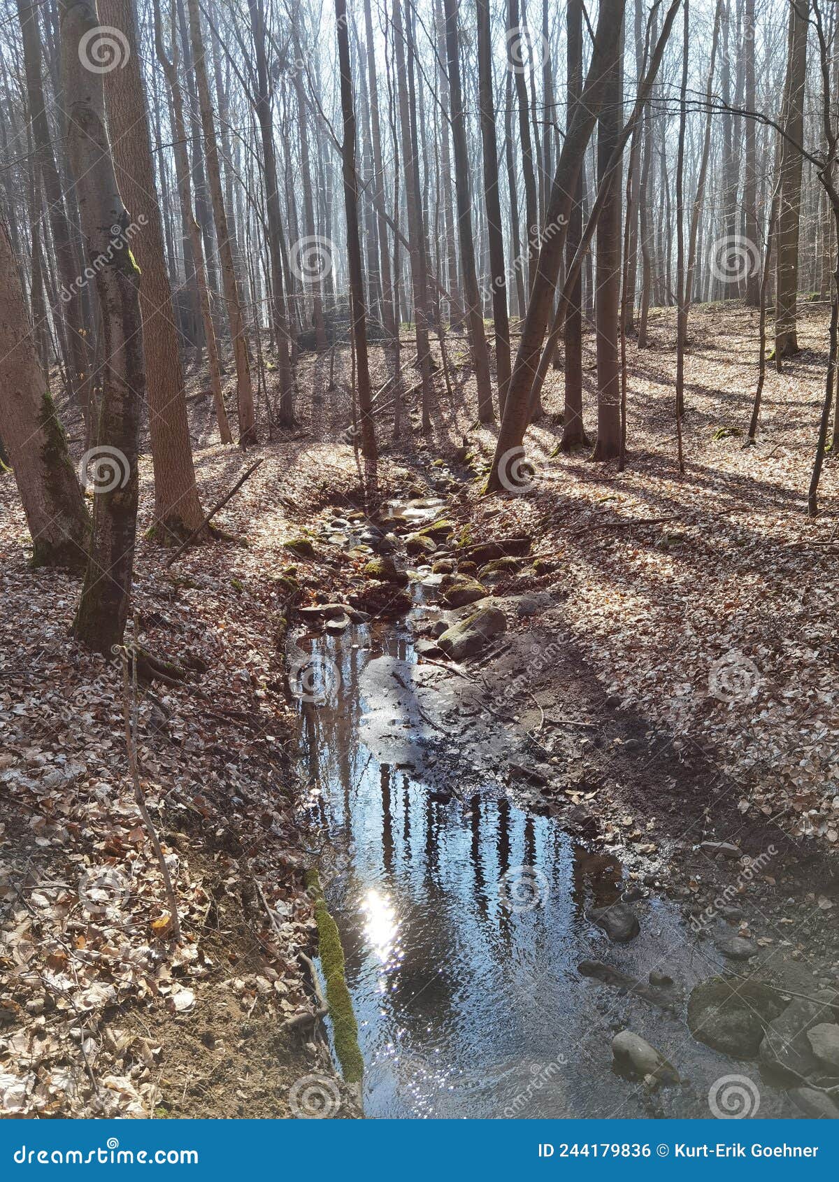 Small stream in the forest stock photo. Image of river - 244179836