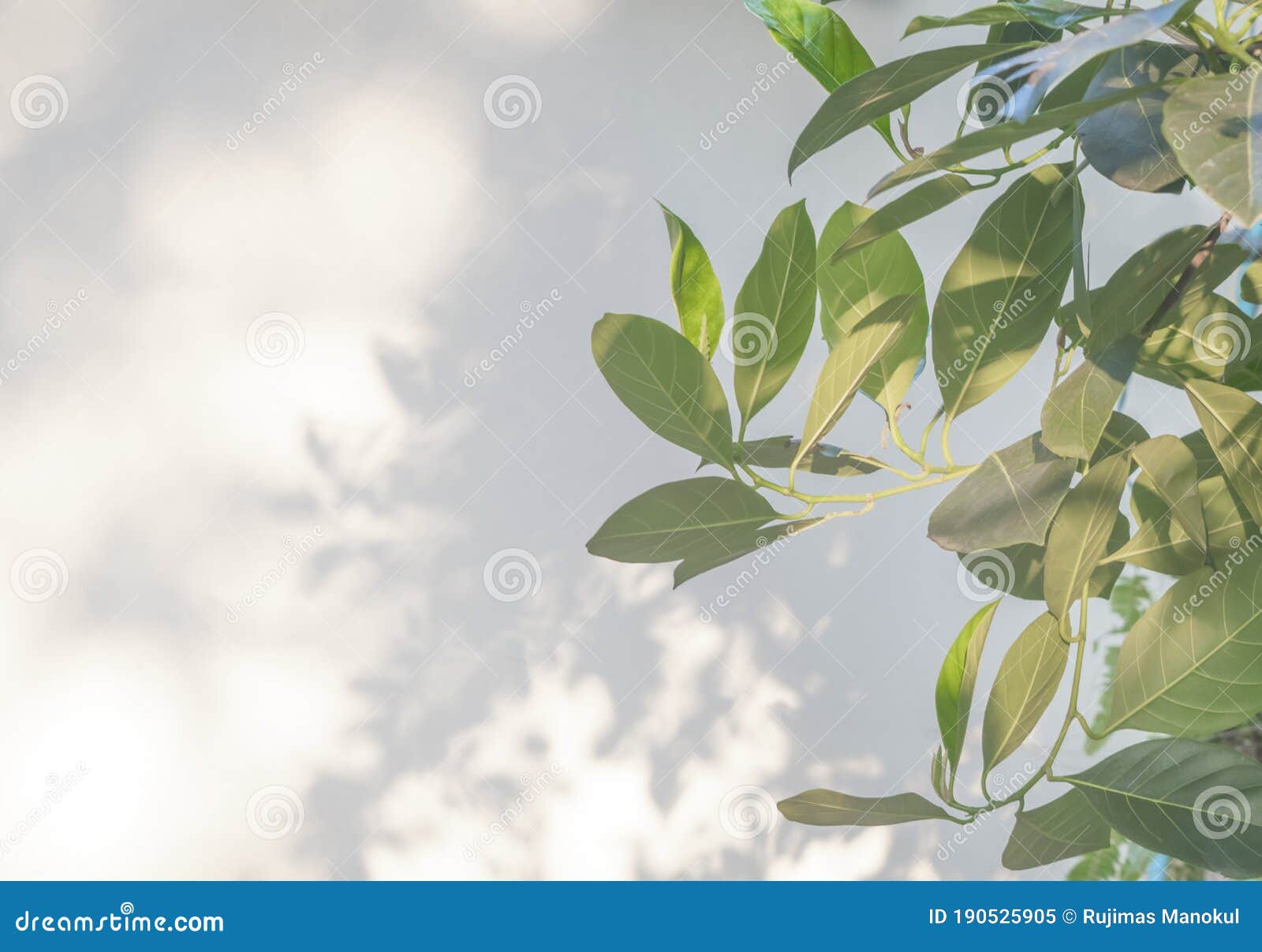 Light Shadow of Leaf and Tree Branch Background. Natural Leaves Shadows ...