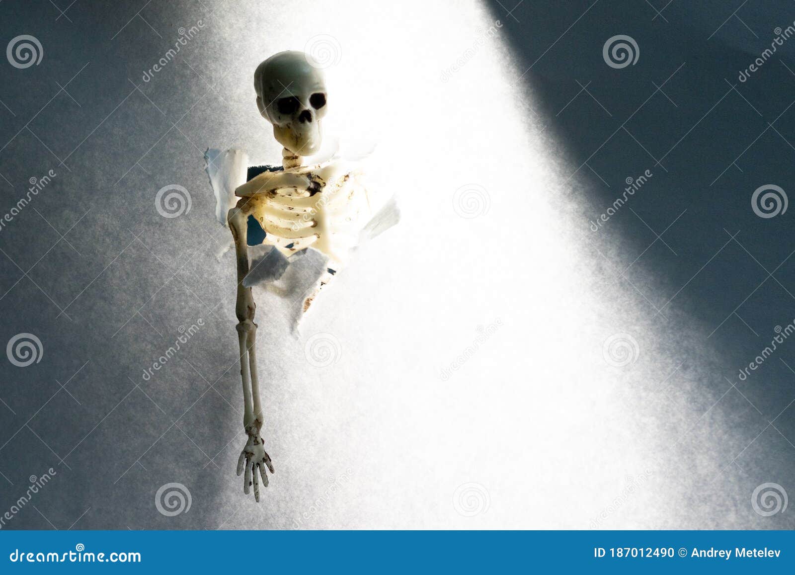 Shadow Of The Skeleton Leaf Royalty-Free Stock Photography ...